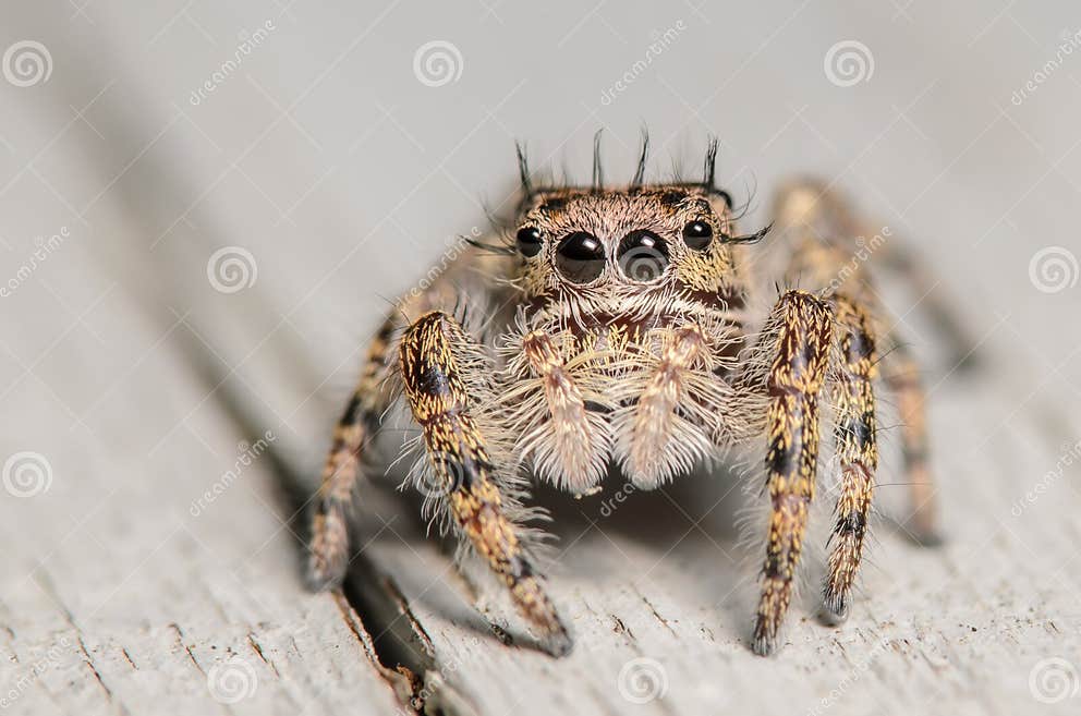 Cute little jumping spider stock photo. Image of spider - 38737774