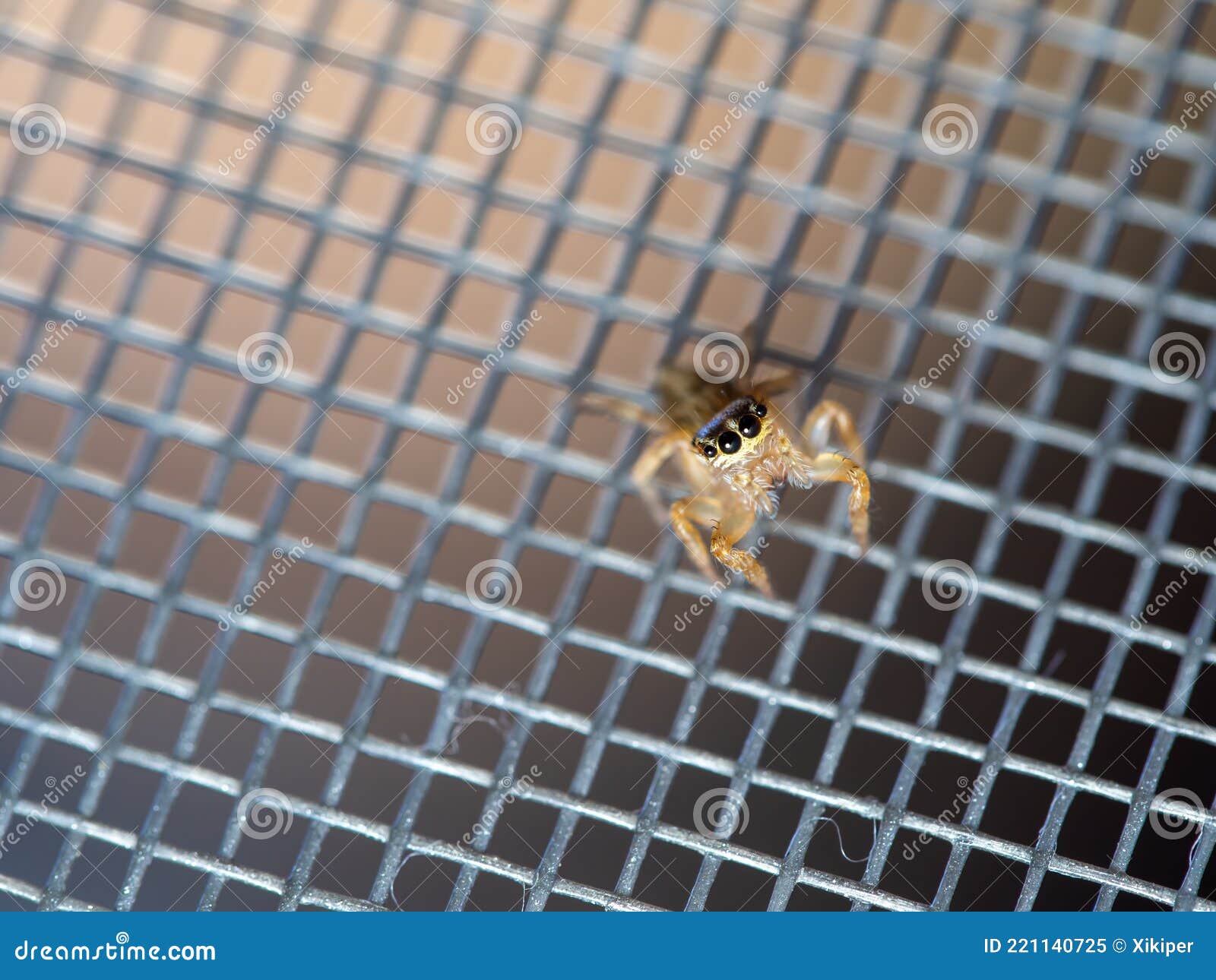 Cute little jumping spider stock image. Image of looking - 221140725