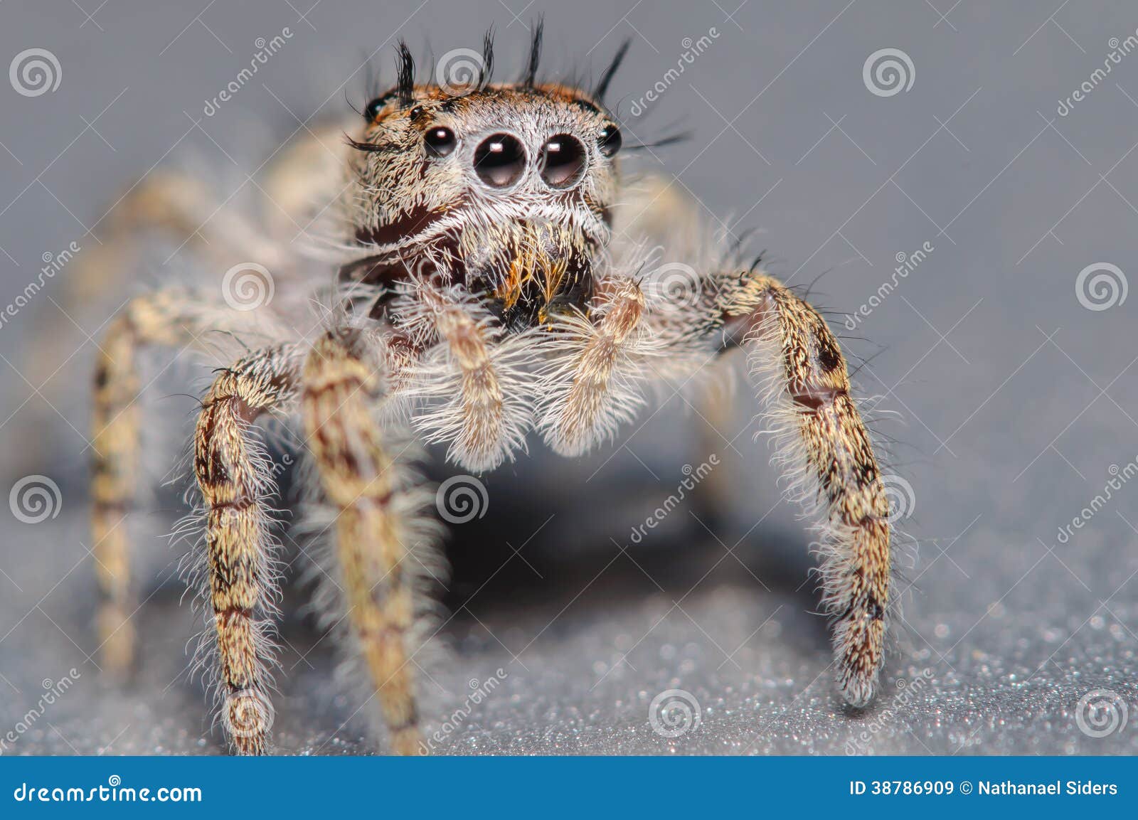 Cute little jumping spider stock image. Image of spring - 38786909