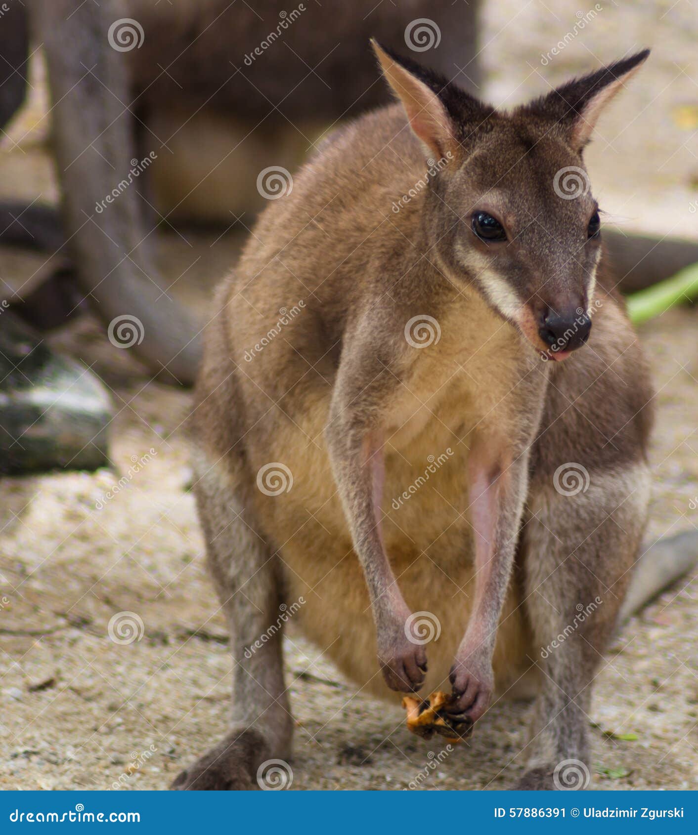 Cute Little Kangaroo at the Zoo Editorial Photo - Image of australia ...