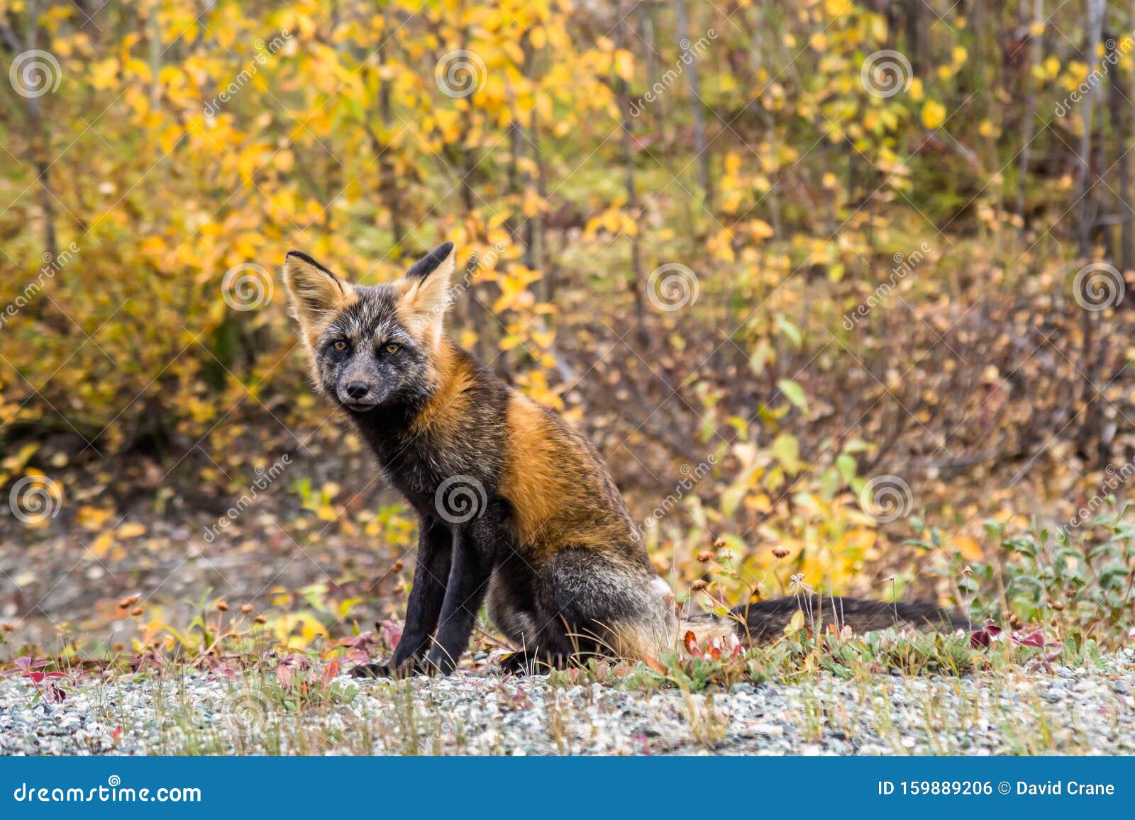 Cute Little Kit Fox Staring at the Camera in the Yukon Territory in ...
