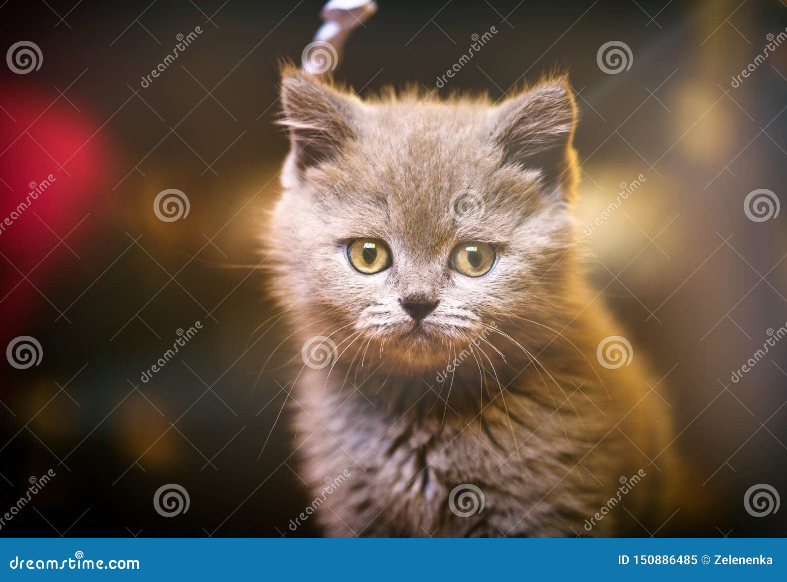 Cute little kitten stock image. Image of kitty, kitten - 150886485