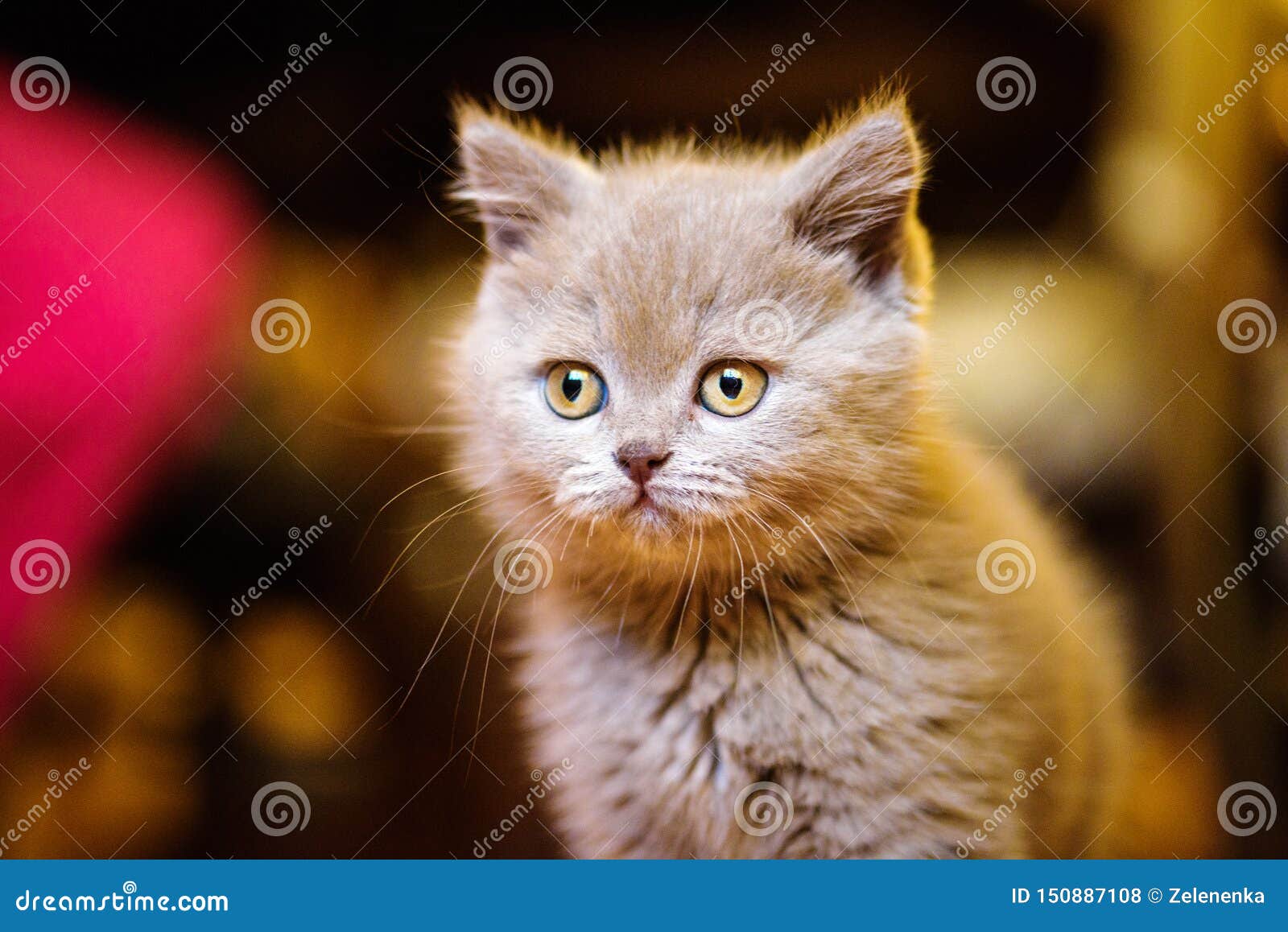 Cute little kitten stock photo. Image of background - 150887108