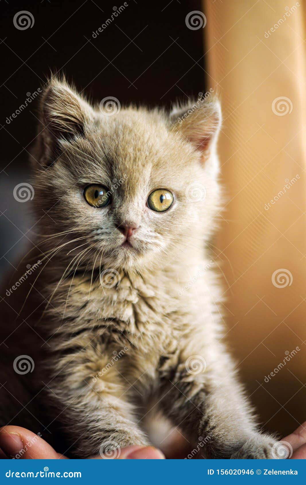 Cute little kitten stock photo. Image of animal, beautiful - 156020946