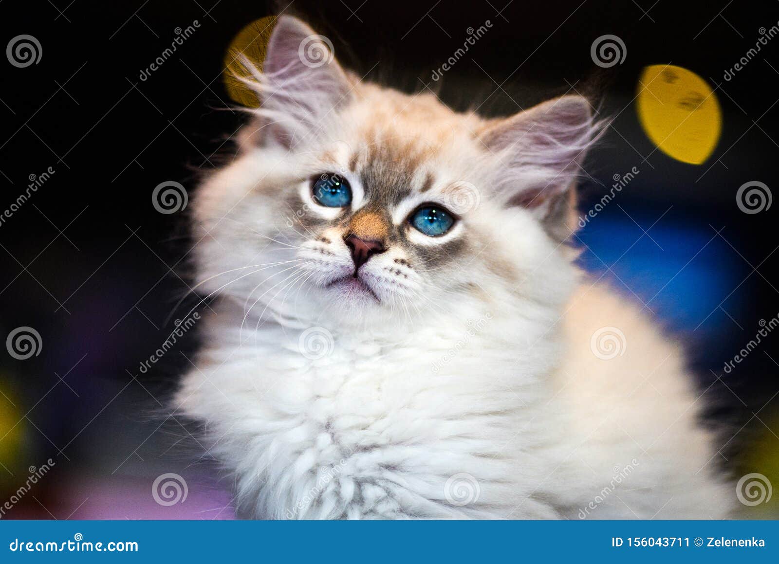 Cute little kitten stock image. Image of domestic, isolated - 156043711