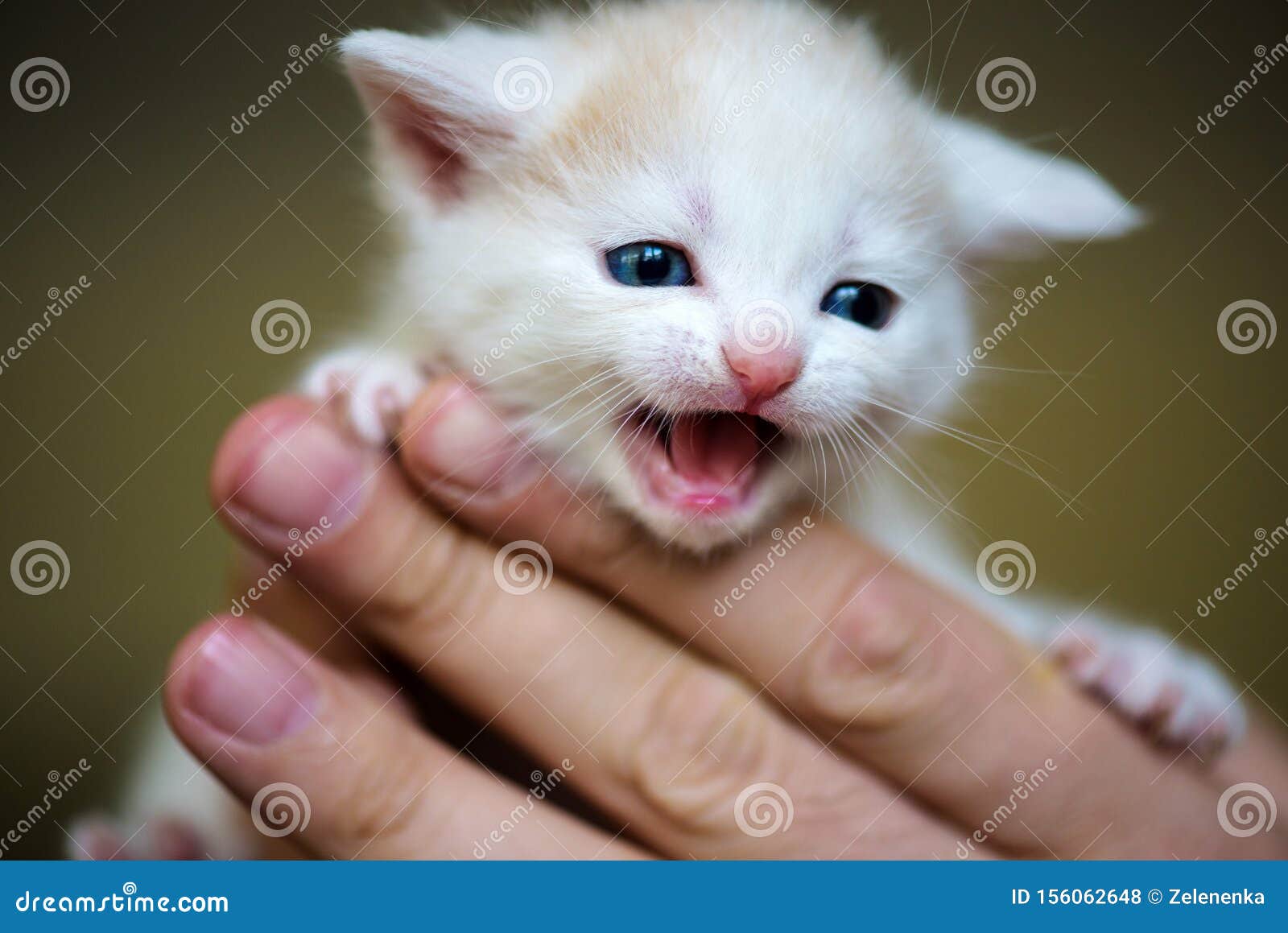 Cute little kitten stock photo. Image of isolated, gray - 156062648