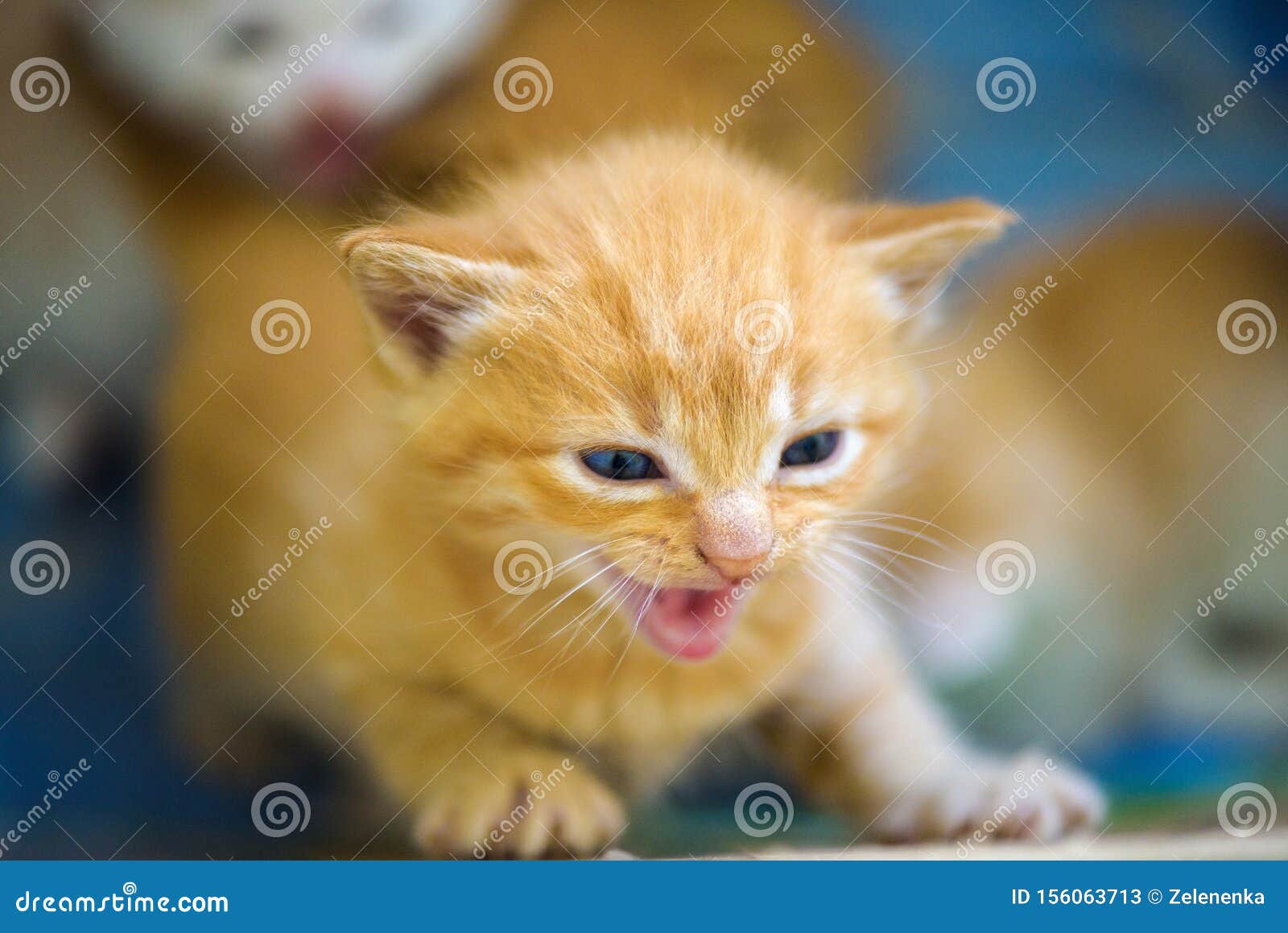 Cute little kitten stock image. Image of funny, british - 156063713