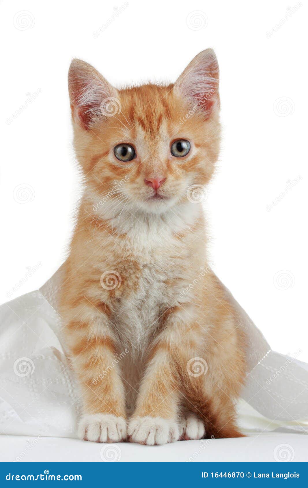 Cute little kitten stock photo. Image of young, paper - 16446870