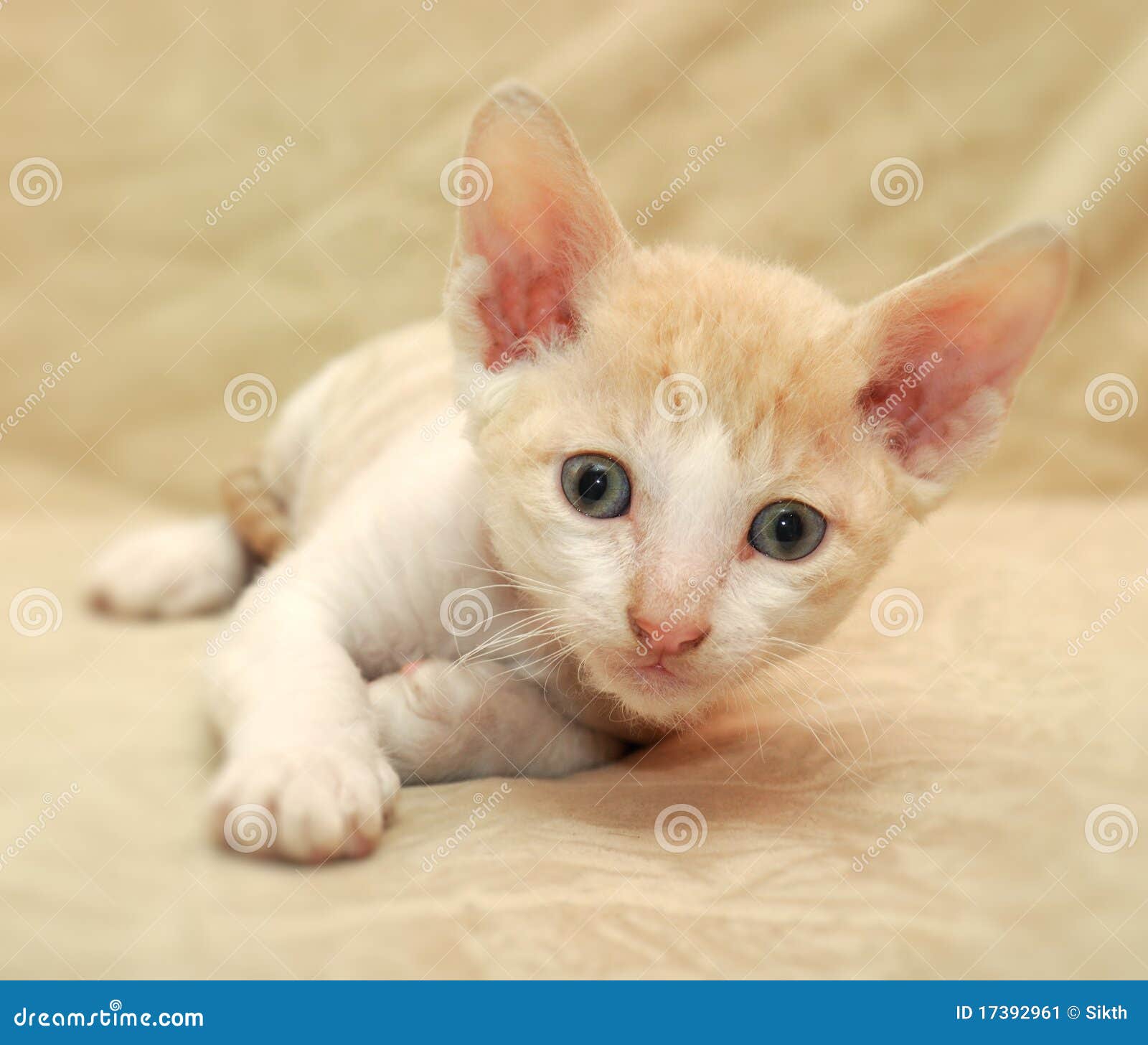 Cute Little Kitten stock image. Image of home, cute, mammal - 17392961