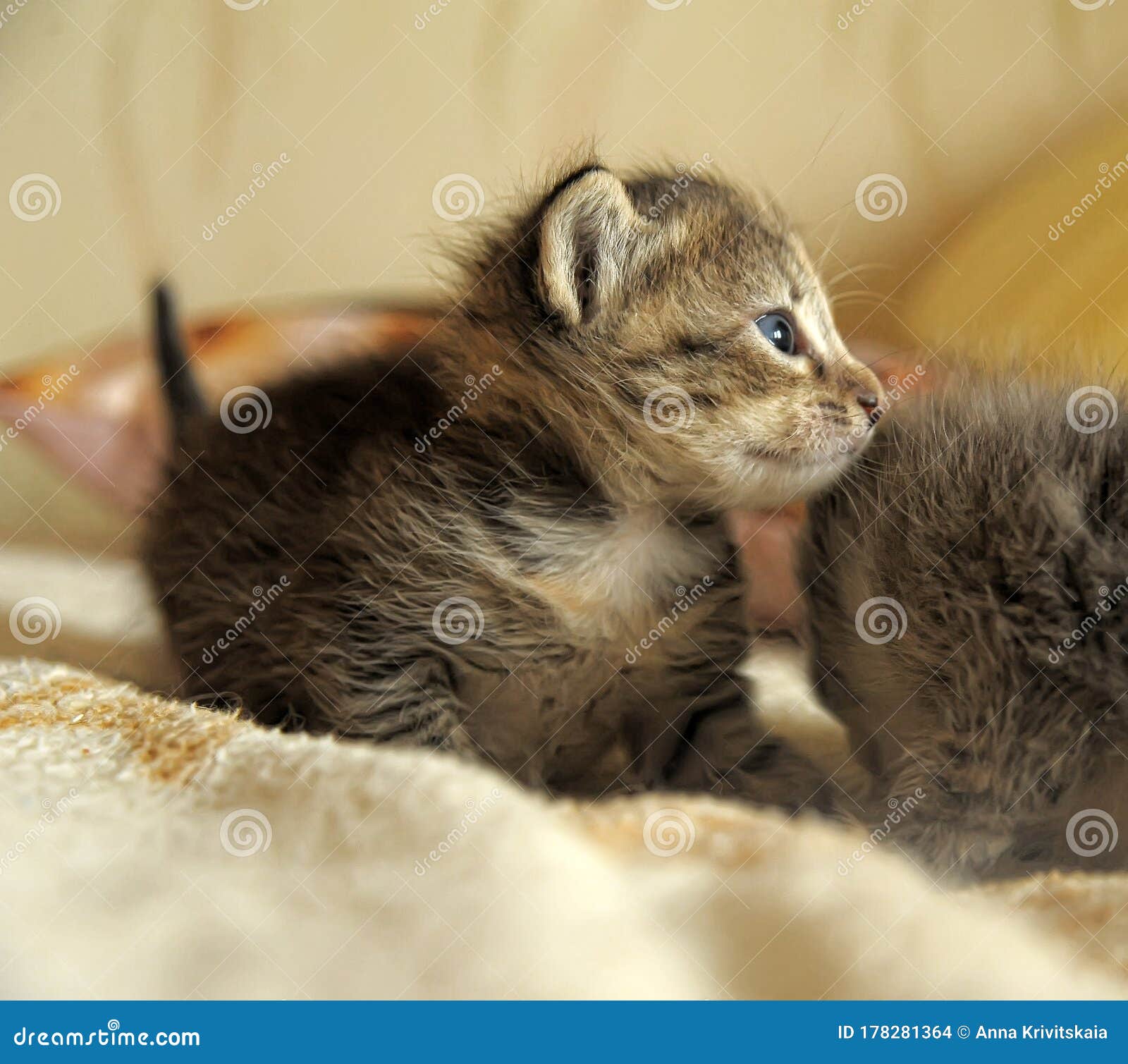 Cute Little Kitten at the Age of Three Weeks Stock Photo - Image of ...