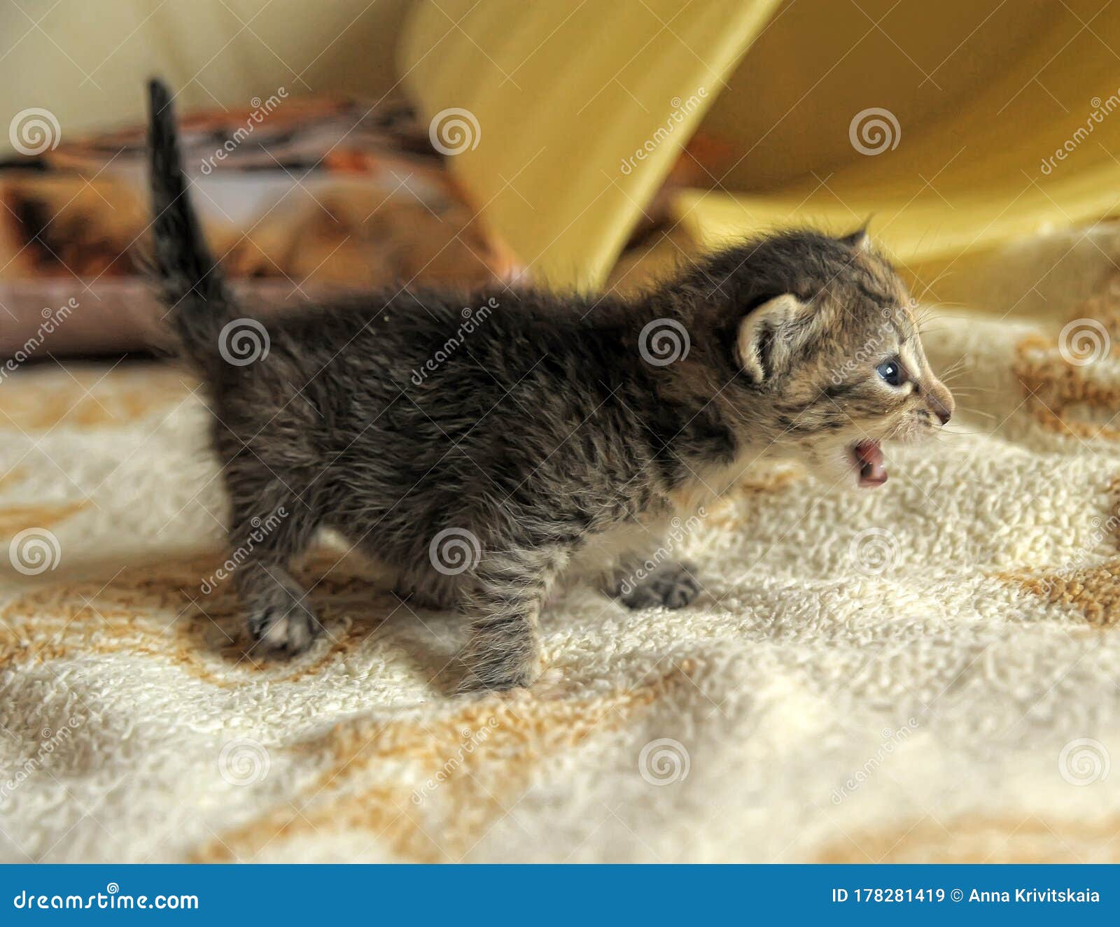 Cute Little Kitten at the Age of Three Weeks Stock Image - Image of ...