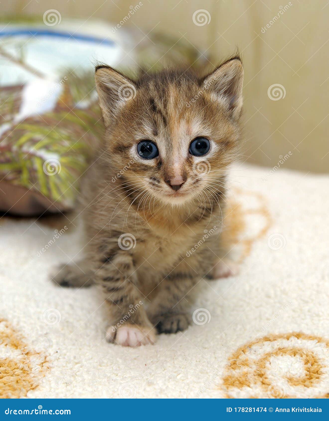Cute Little Kitten at the Age of Three Weeks Stock Photo - Image of ...