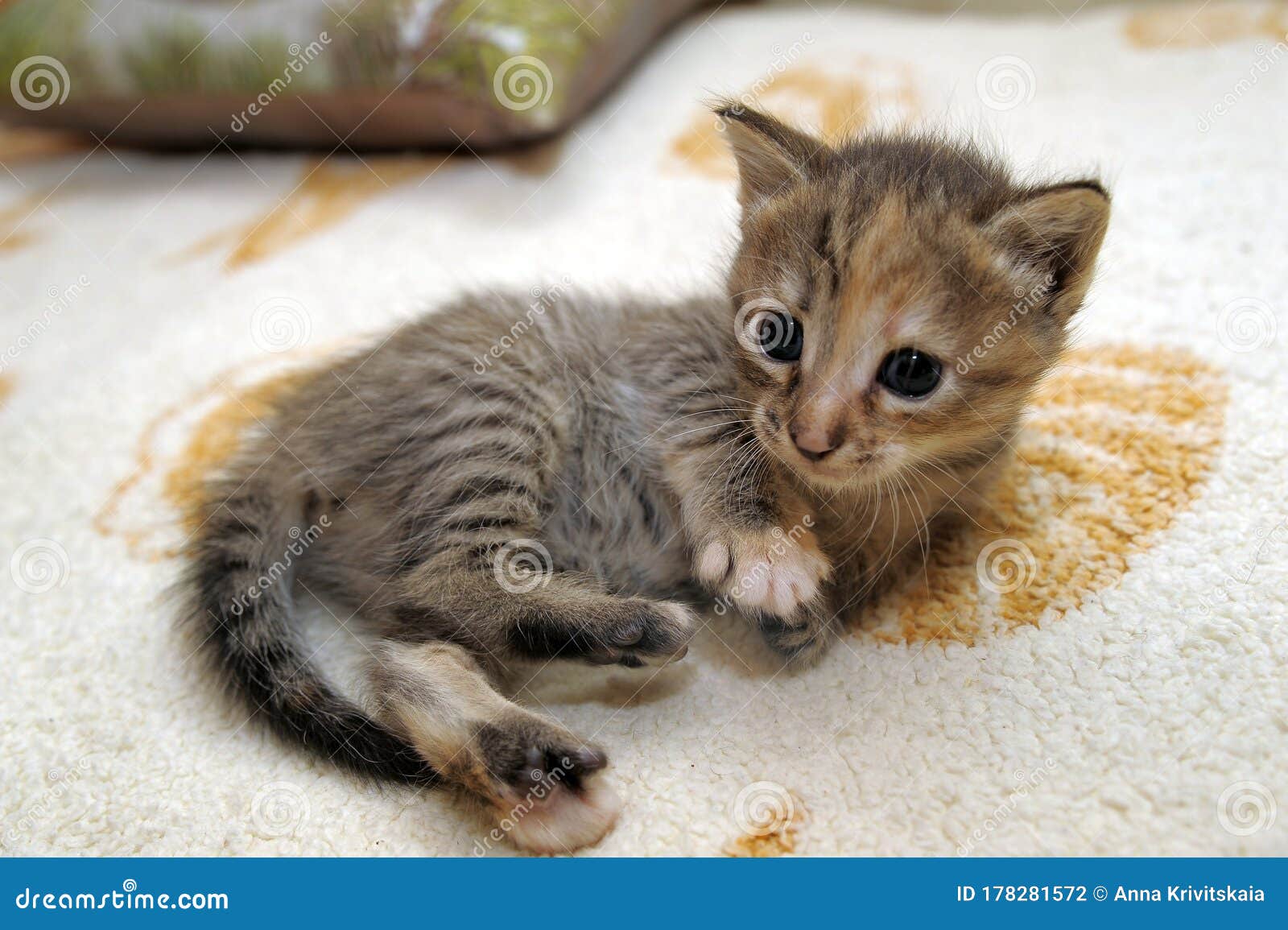 Cute Little Kitten at the Age of Three Weeks Stock Photo - Image of ...