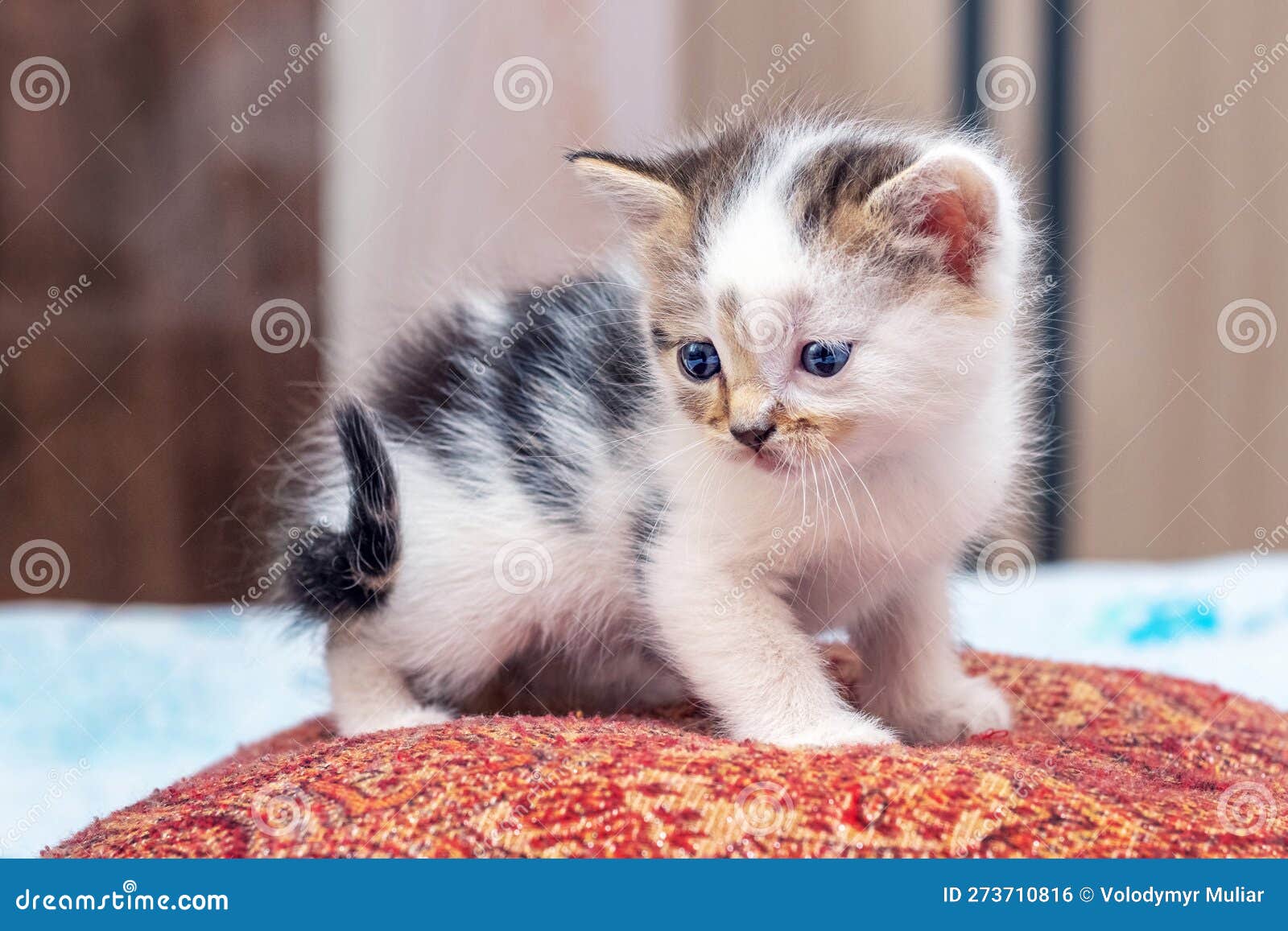 Cute Little Kitten in the Bedroom on the Pillow Stock Photo - Image of ...
