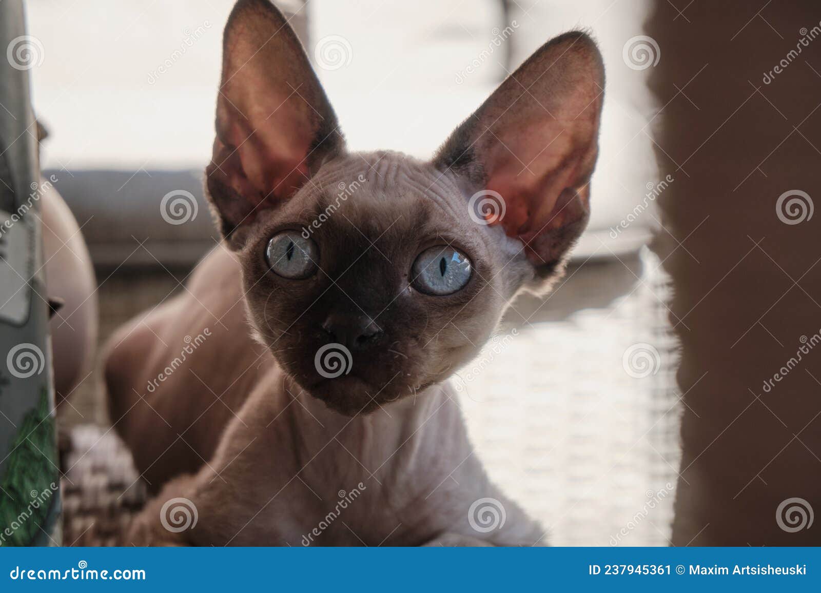 Cute Little Kitten Breed Devon Rex Look at You Stock Image - Image of ...