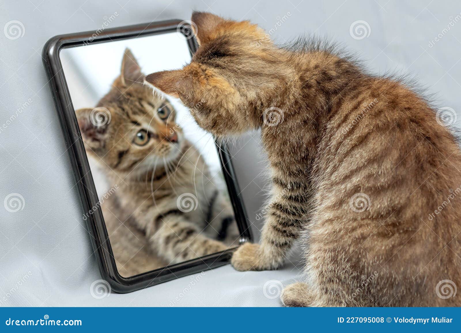 A Cute Little Kitten Examines His Reflection in the Mirror Stock Photo ...