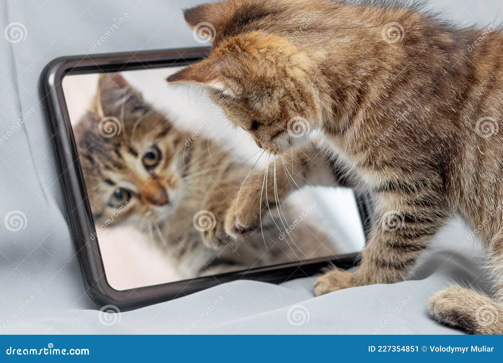A Cute Little Kitten Examines His Reflection in the Mirror Stock Image ...