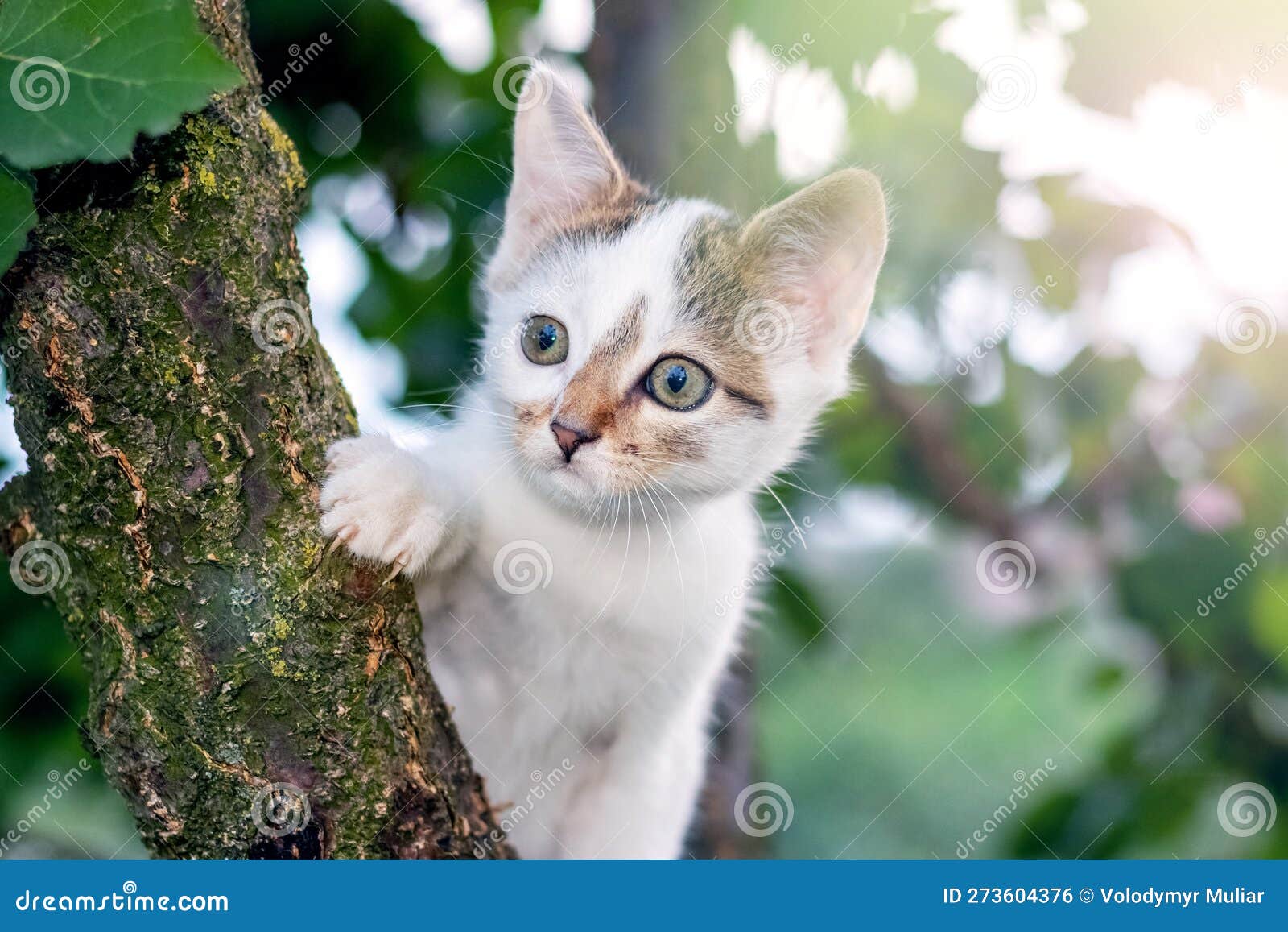 Cute Little Kitten in the Garden Peeking Out from Behind a Tree Trunk ...