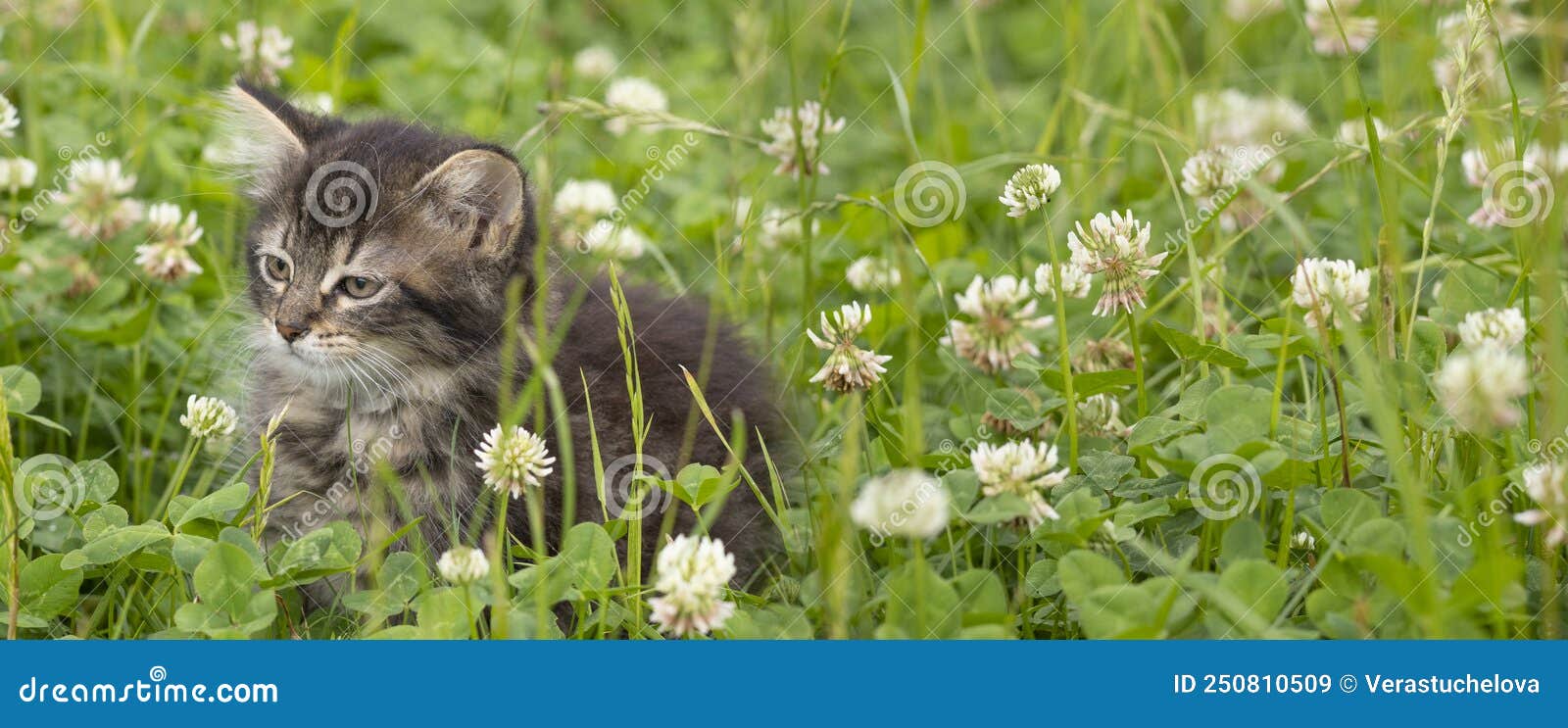 Cute Little Kitten in Grass Stock Image - Image of beautiful, sweet ...