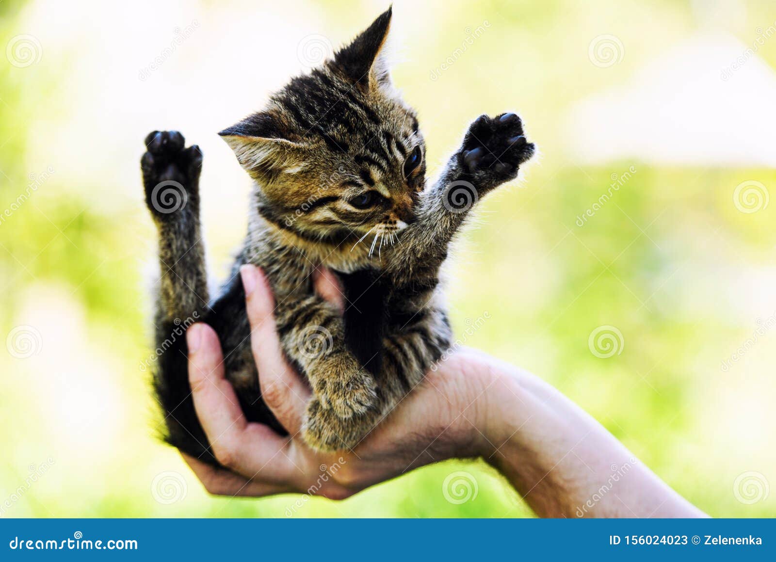 Cute little kitten on hand stock image. Image of beautiful - 156024023
