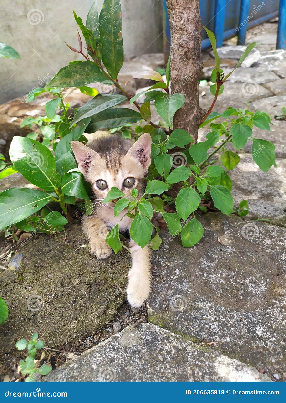 The Cute Little Kitten Hiding Stock Photo - Image of hiding, cute ...