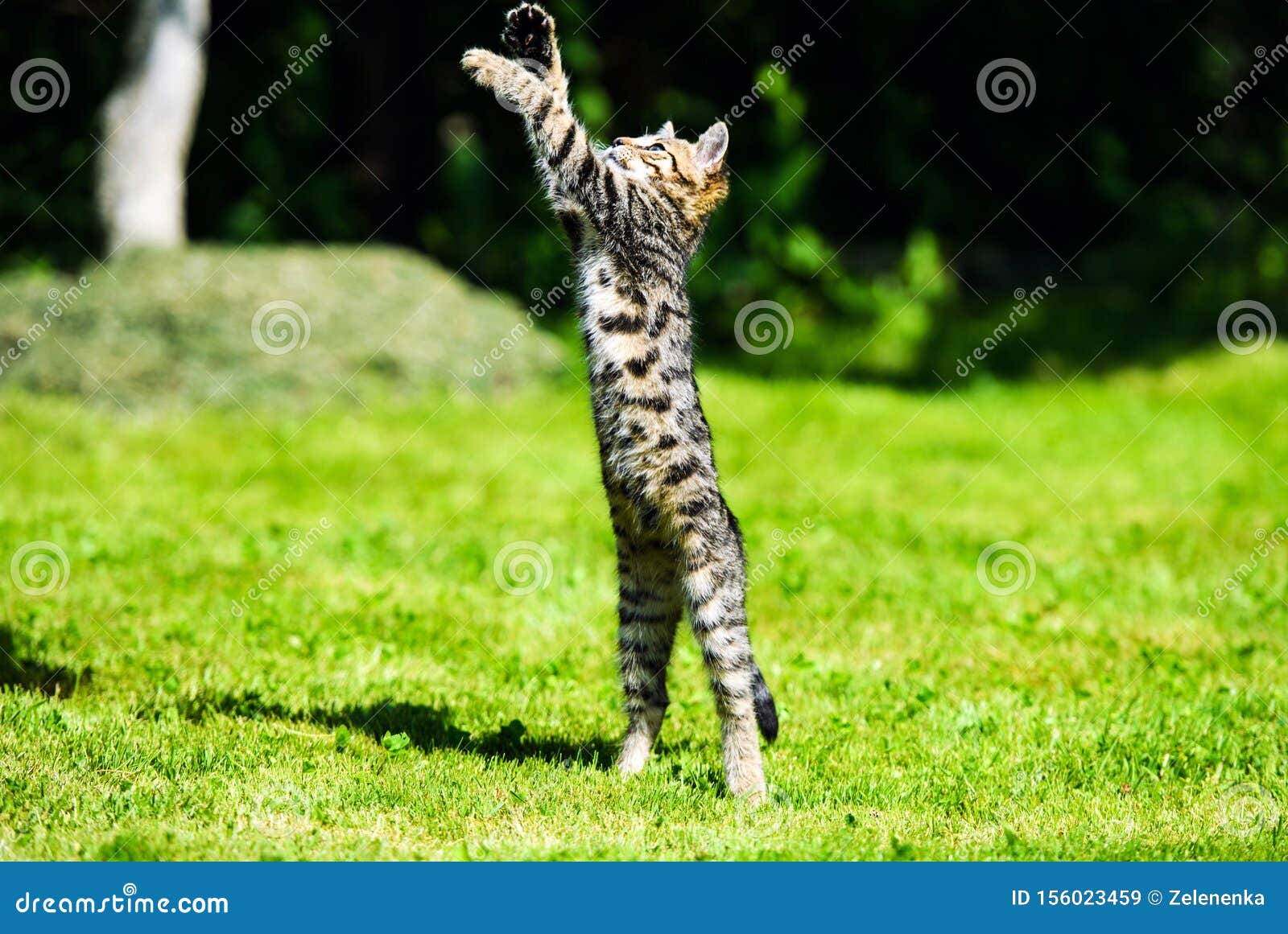 Cute Little Kitten Jumping on Green Grass Stock Image - Image of ...