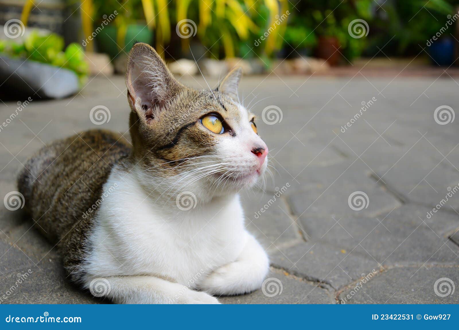 A Cute Little Kitten Looking at the Sky Stock Image - Image of staring ...