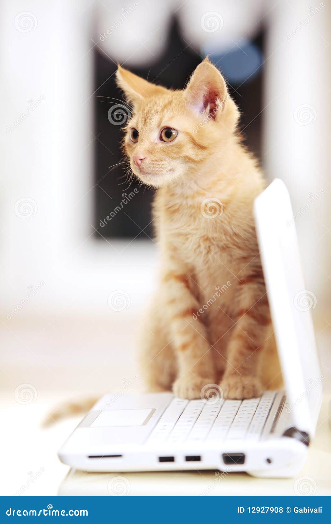 Cute Little Kitten on a Notebook Laptop Stock Photo - Image of slot ...
