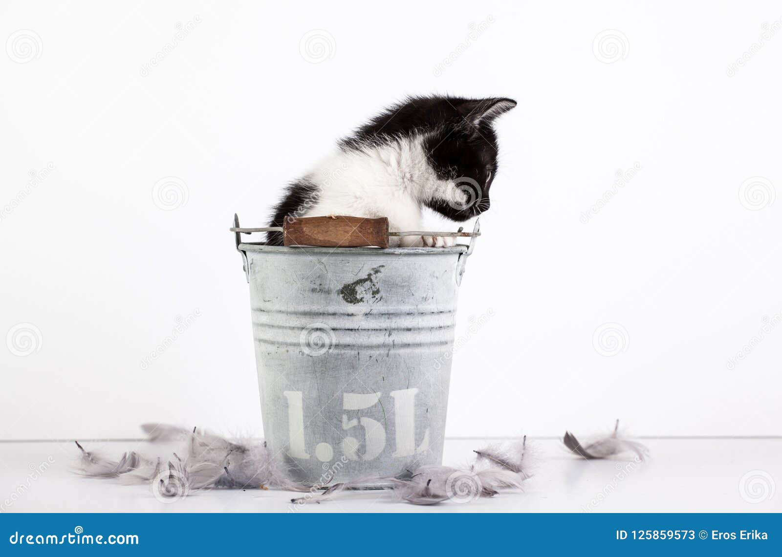 Kitten in bucket stock image. Image of kittens, kitty - 125859573
