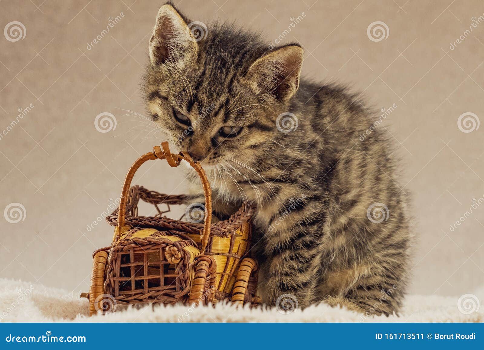Cute Little Kitten Playing Alone Stock Image - Image of indoors ...