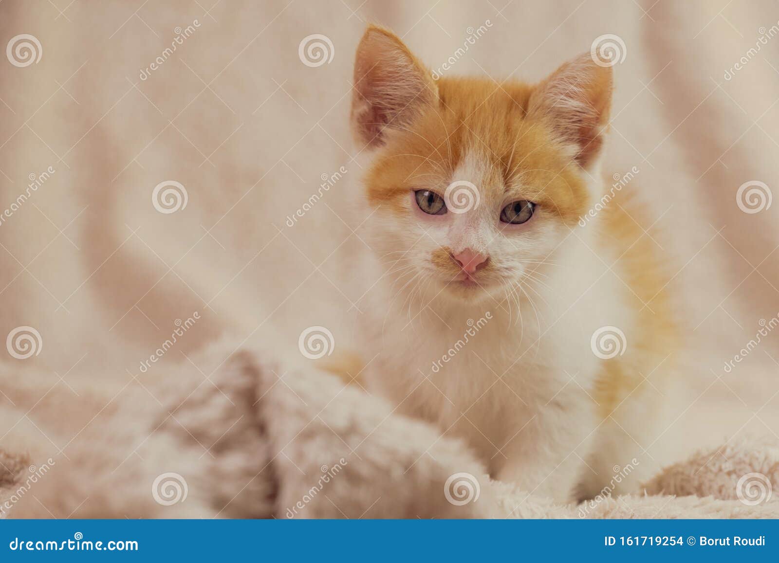Cute Little Kitten Playing Alone Stock Photo - Image of laziness ...