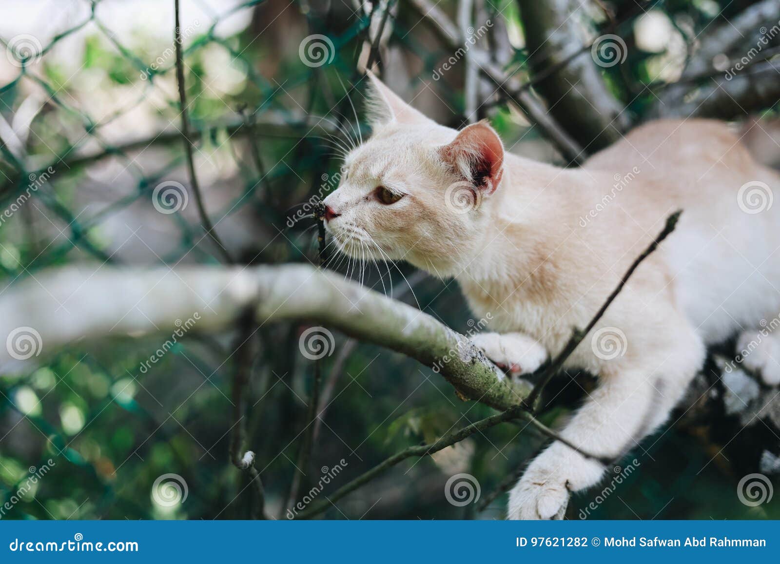 A Cute Little Kitten Playing Around Stock Photo - Image of kitten ...