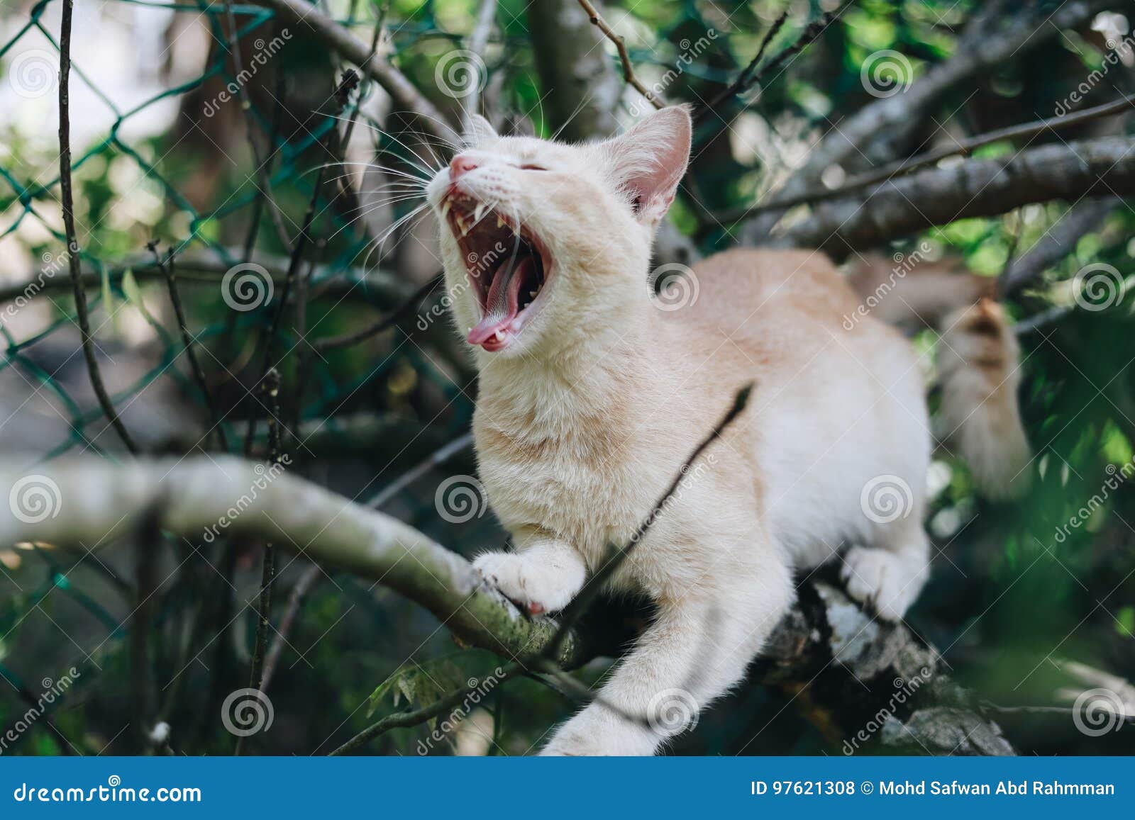 A Cute Little Kitten Playing Around Stock Photo - Image of face, field ...