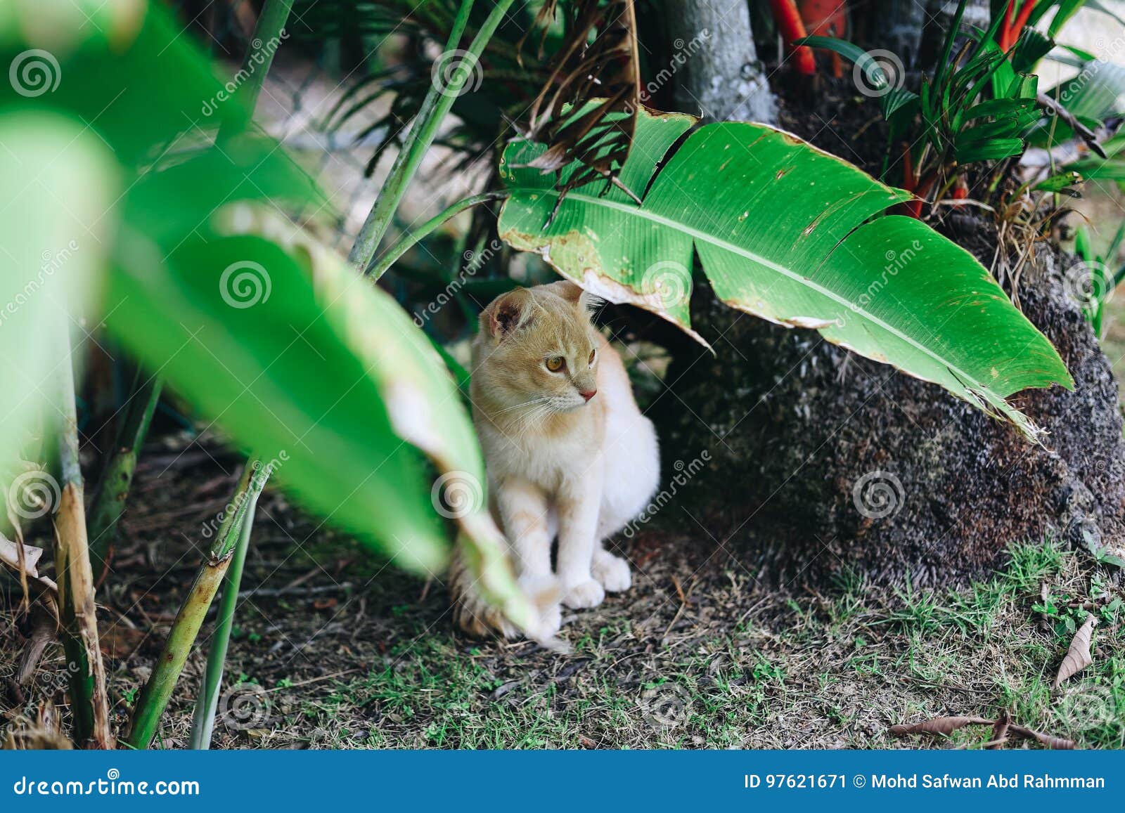 A Cute Little Kitten Playing Around Stock Image - Image of flying ...
