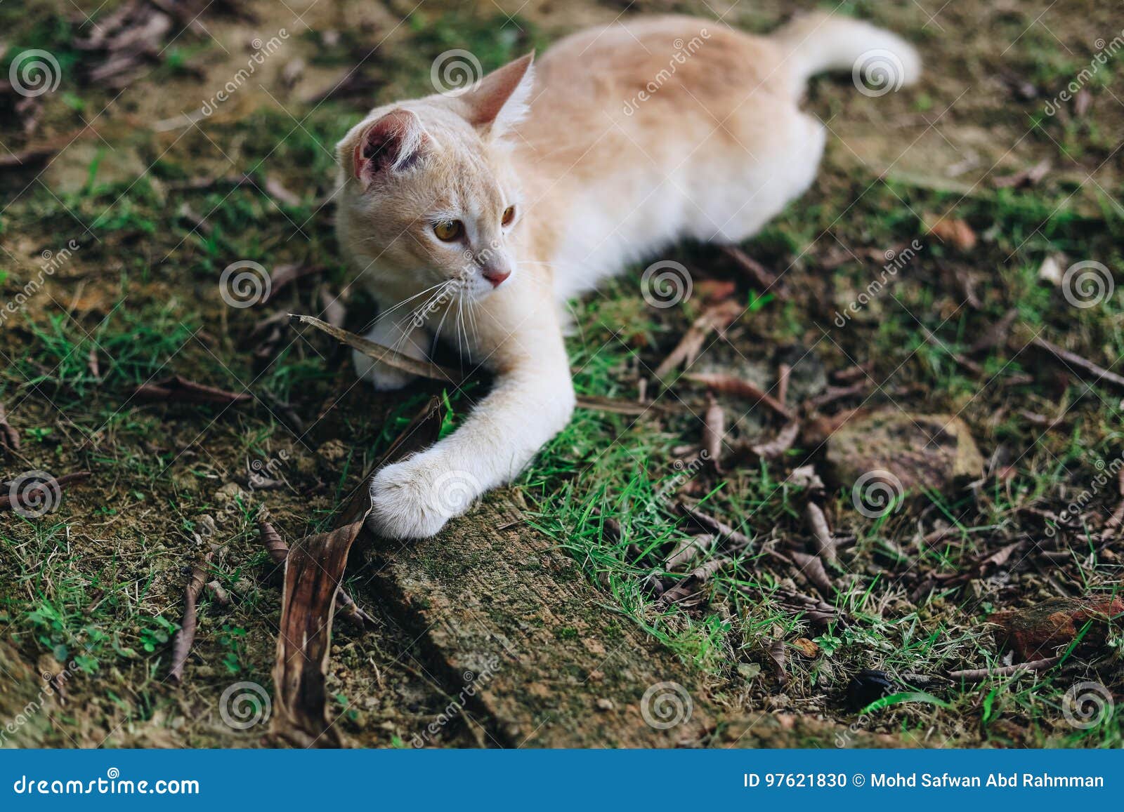 A Cute Little Kitten Playing Around Stock Photo - Image of hair, happy ...