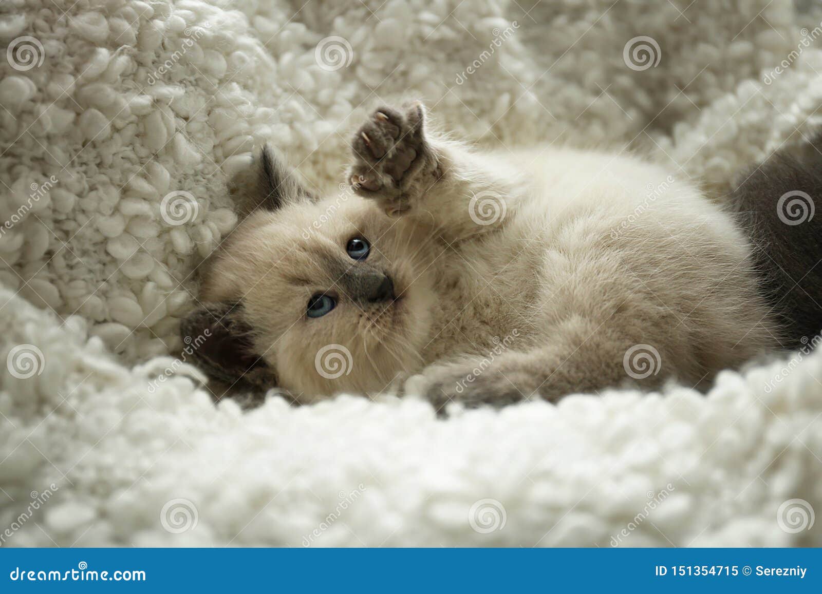 Cute Little Kitten Playing at Home Stock Image - Image of mammal ...