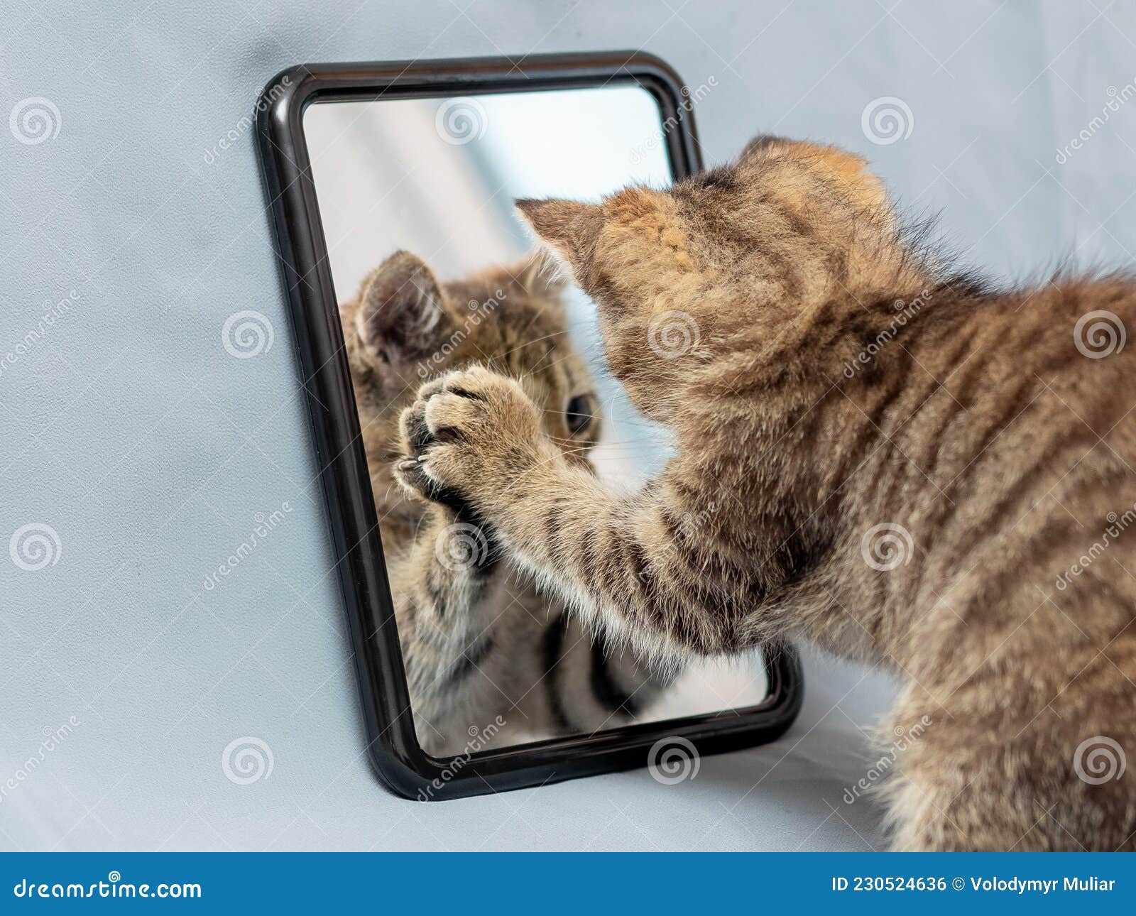 A Cute Little Kitten is Playing with Its Reflection in the Mirror Stock ...