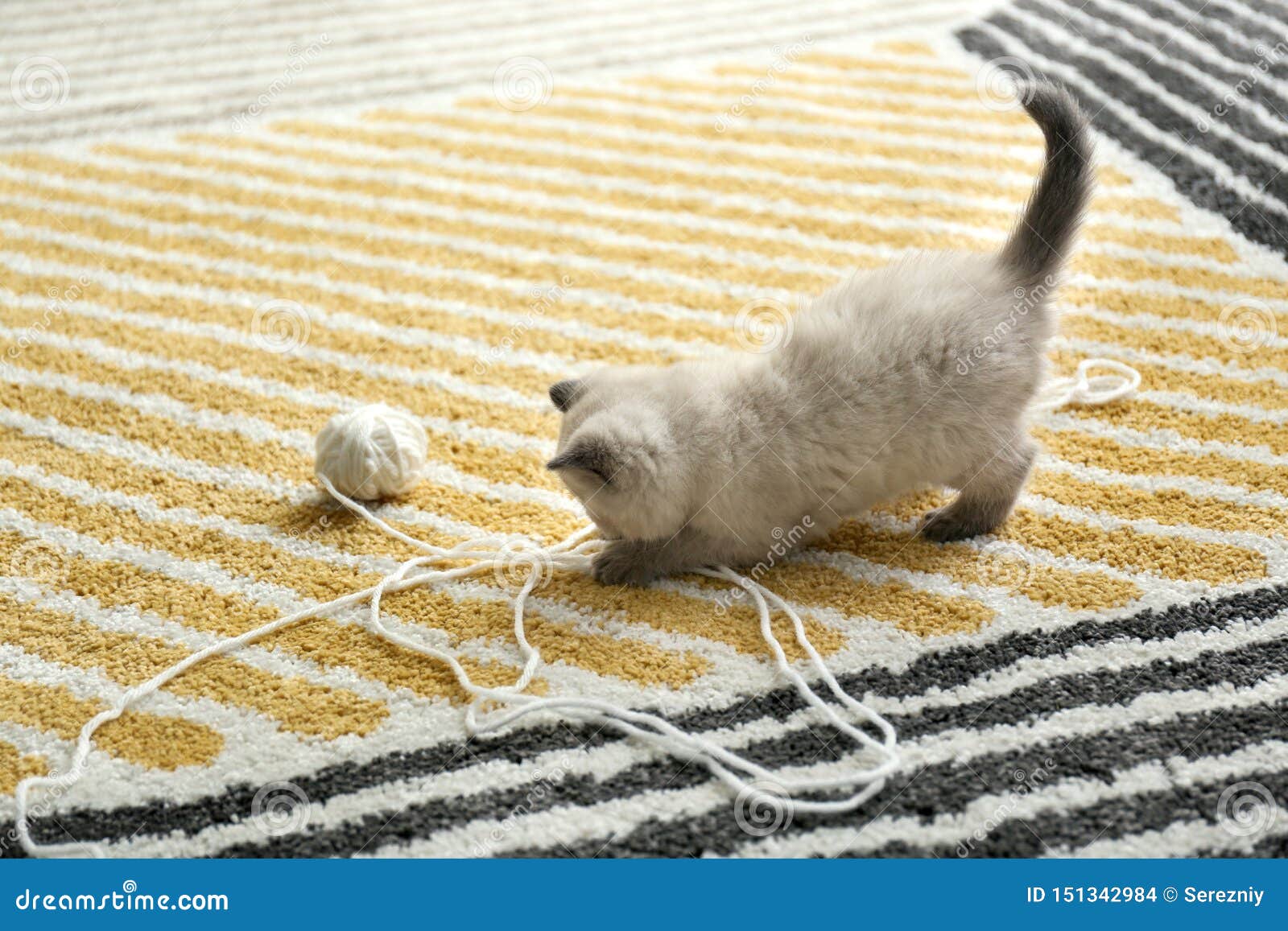 Cute Little Kitten Playing with Thread at Home Stock Photo - Image of ...