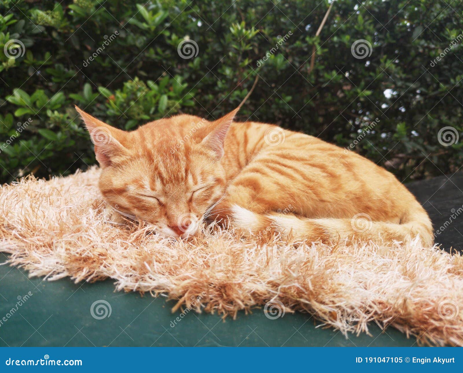 Little kitten resting stock image. Image of resting - 191047105