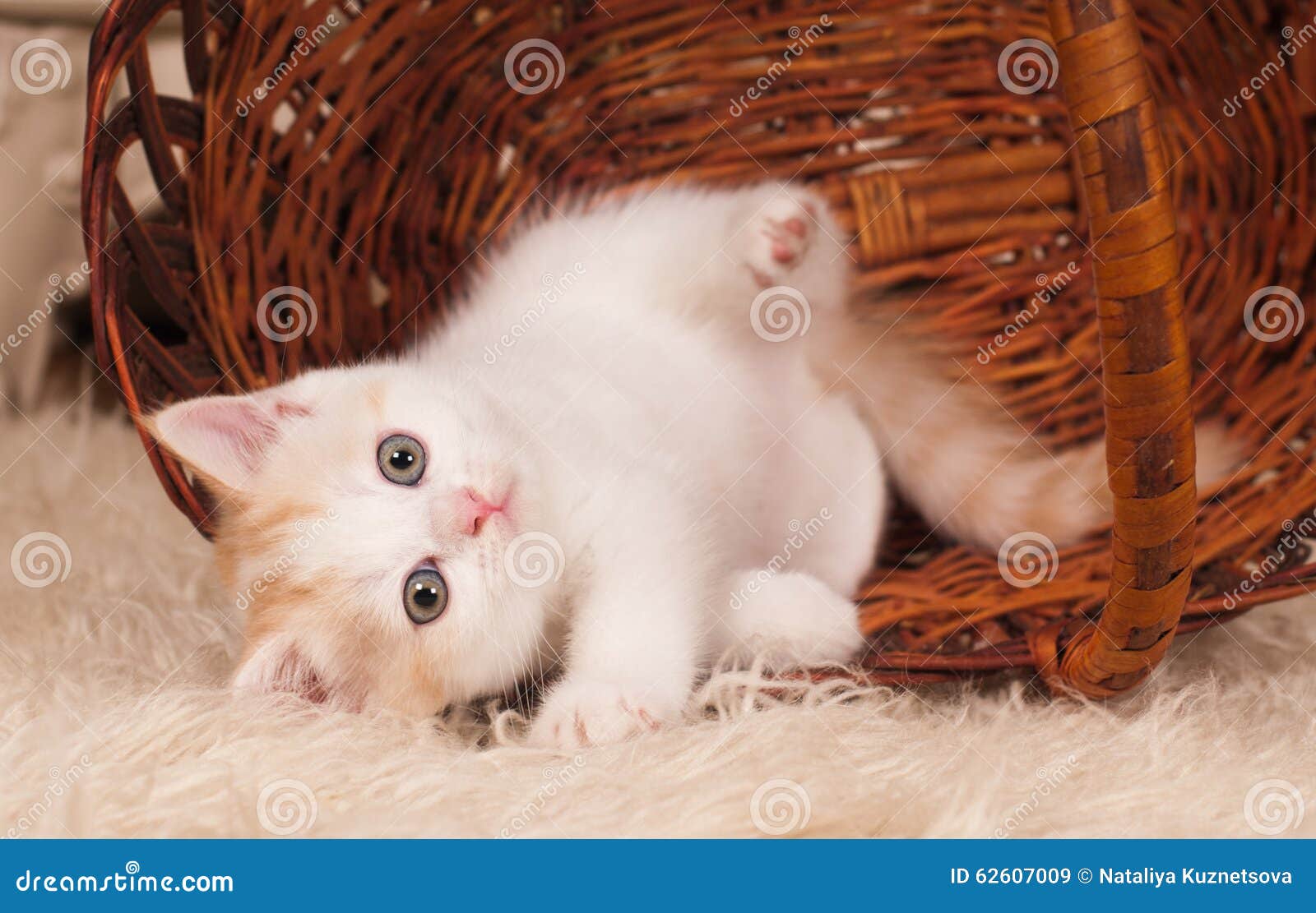 Cute little kitten stock image. Image of lovely, portrait - 62607009