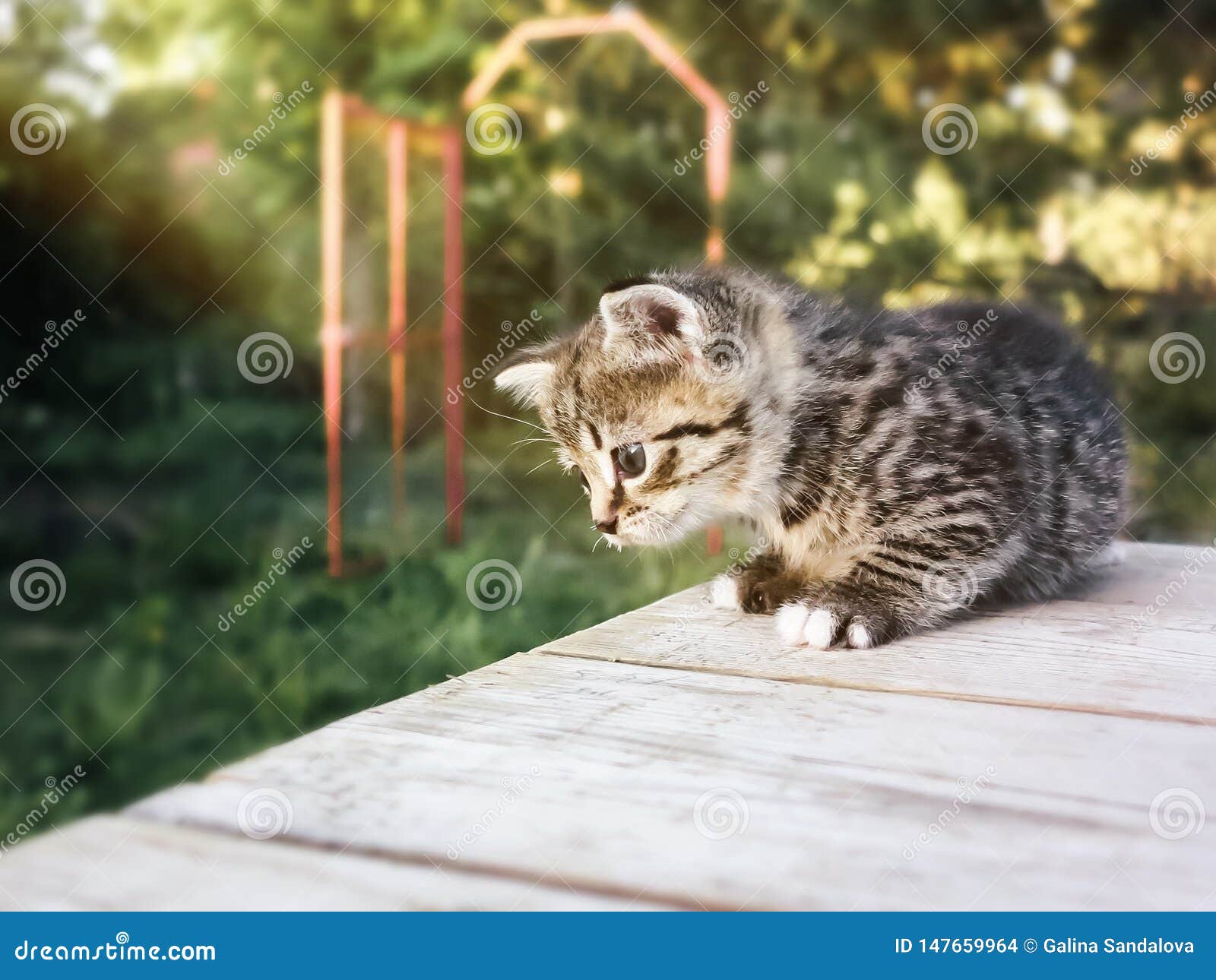 A Cute Little Kitten is Siting on a Wooden Table, Outdoors Stock Photo ...