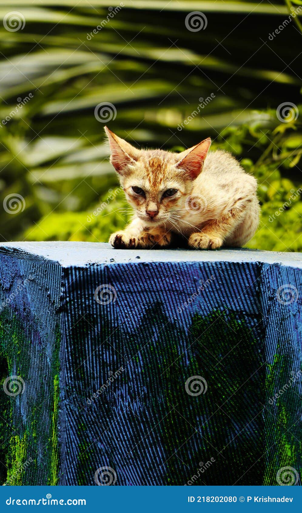 Cute little kitten sitting stock photo. Image of flower - 218202080