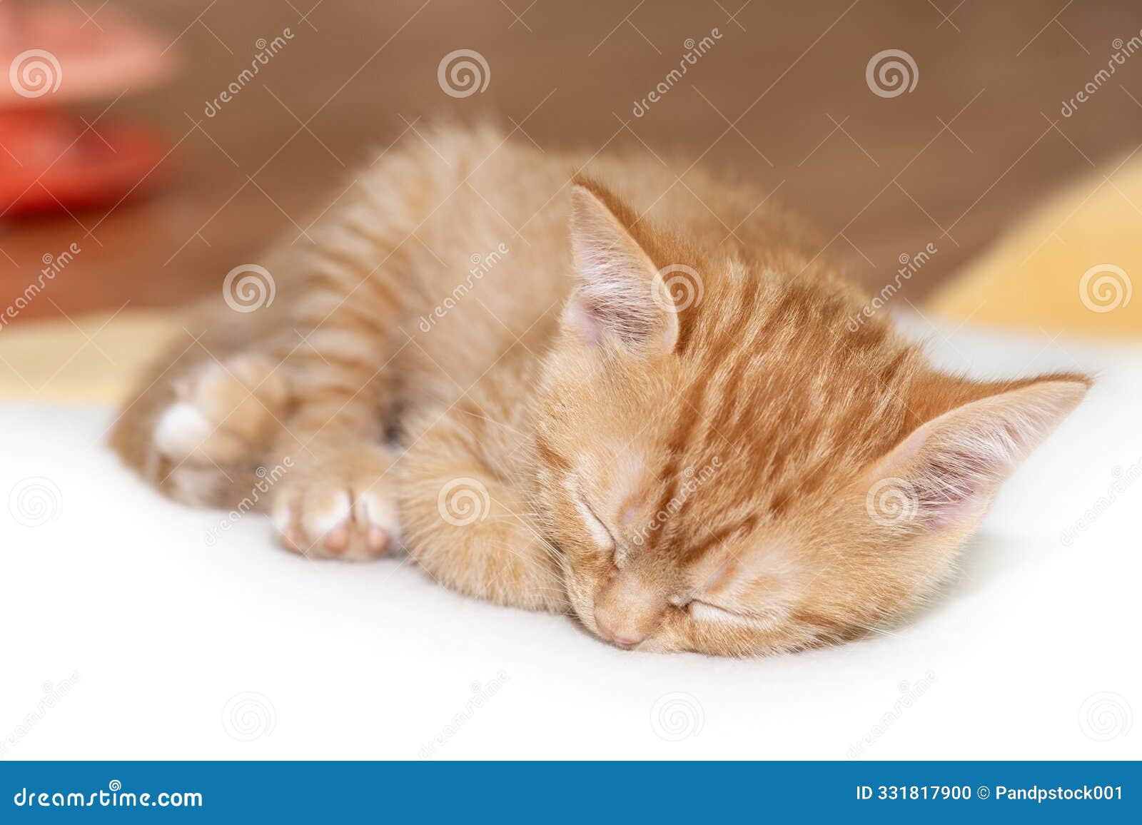 Cute Little Kitten Sleeping Soundly Alone Stock Photo - Image of ...