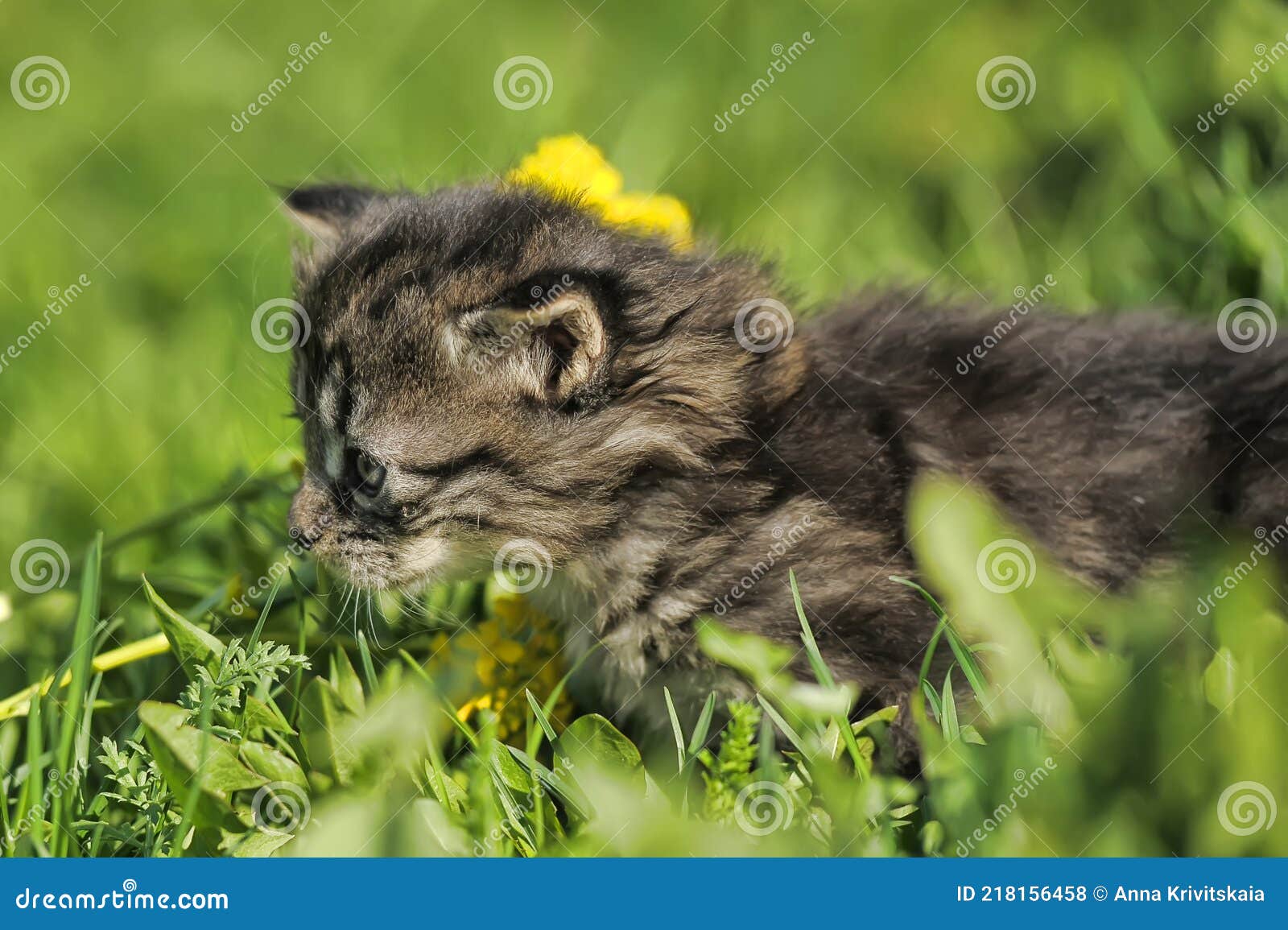 Cute Little Kitten in the Spring among the Grass Stock Photo - Image of ...