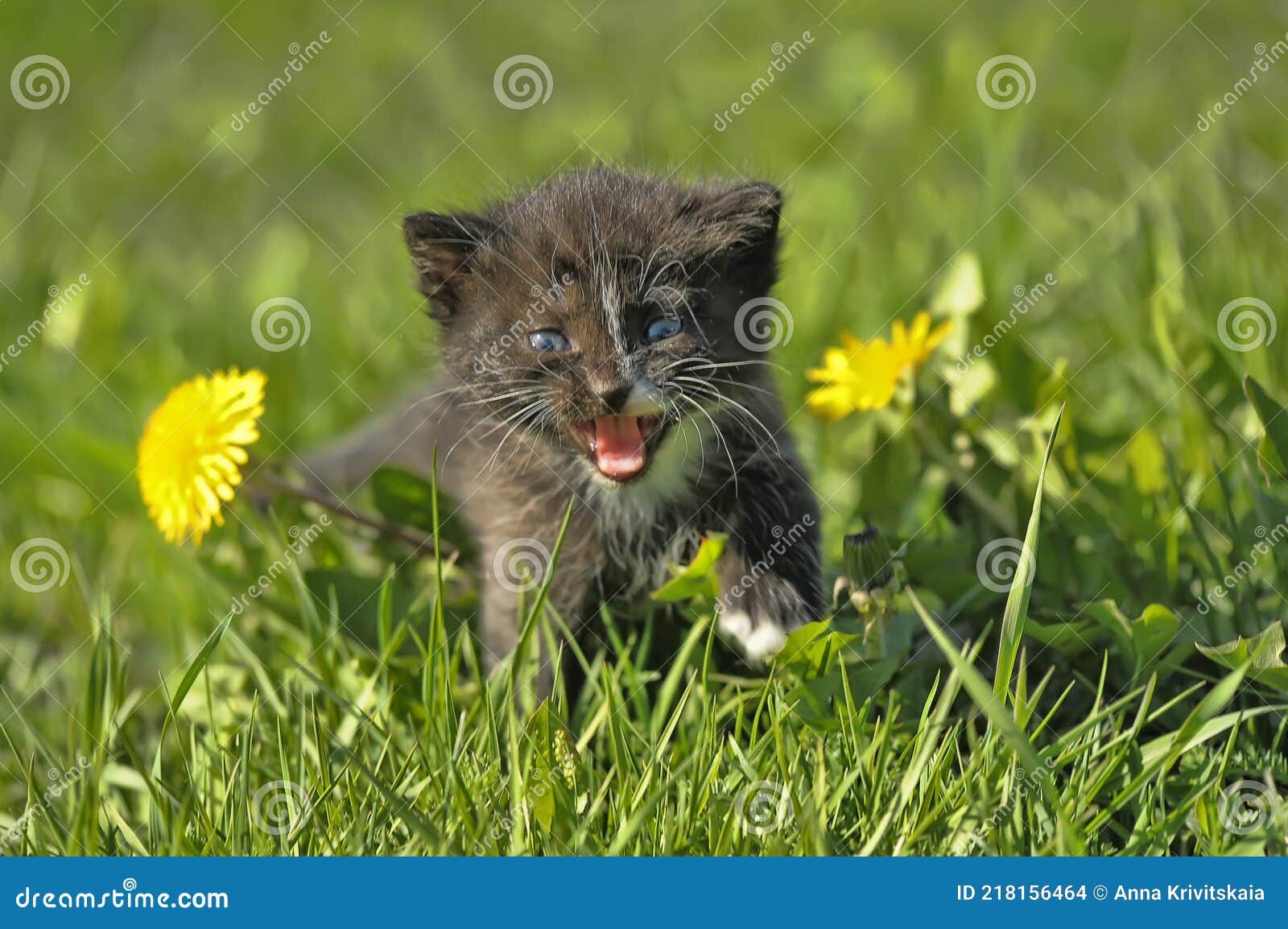Cute Little Kitten in the Spring among the Grass Stock Photo - Image of ...