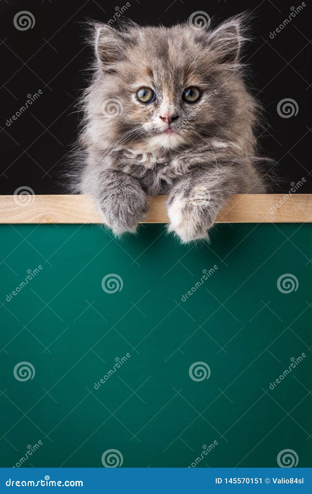 Little Kitten Standing Holding a Blank Chalk Board. Cat. Stock Image ...