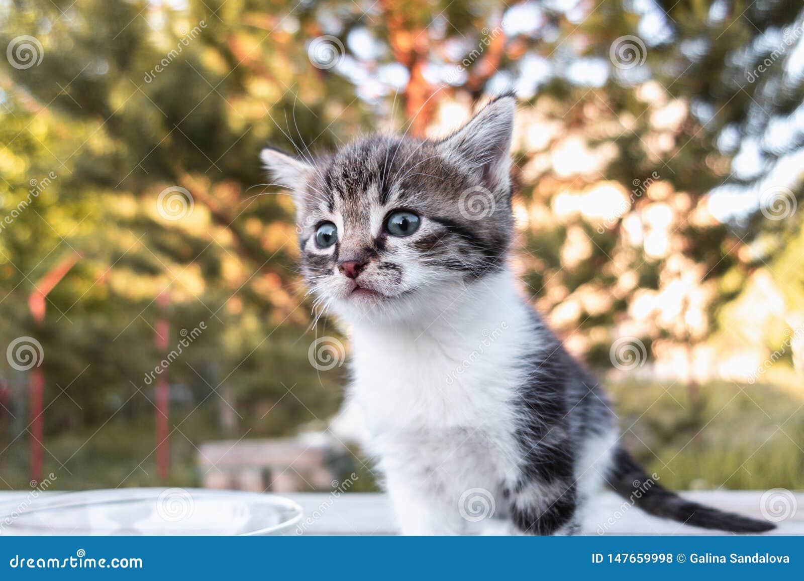 A Cute Little Kitten is Standing on a Wooden Table, Outdoors Stock ...