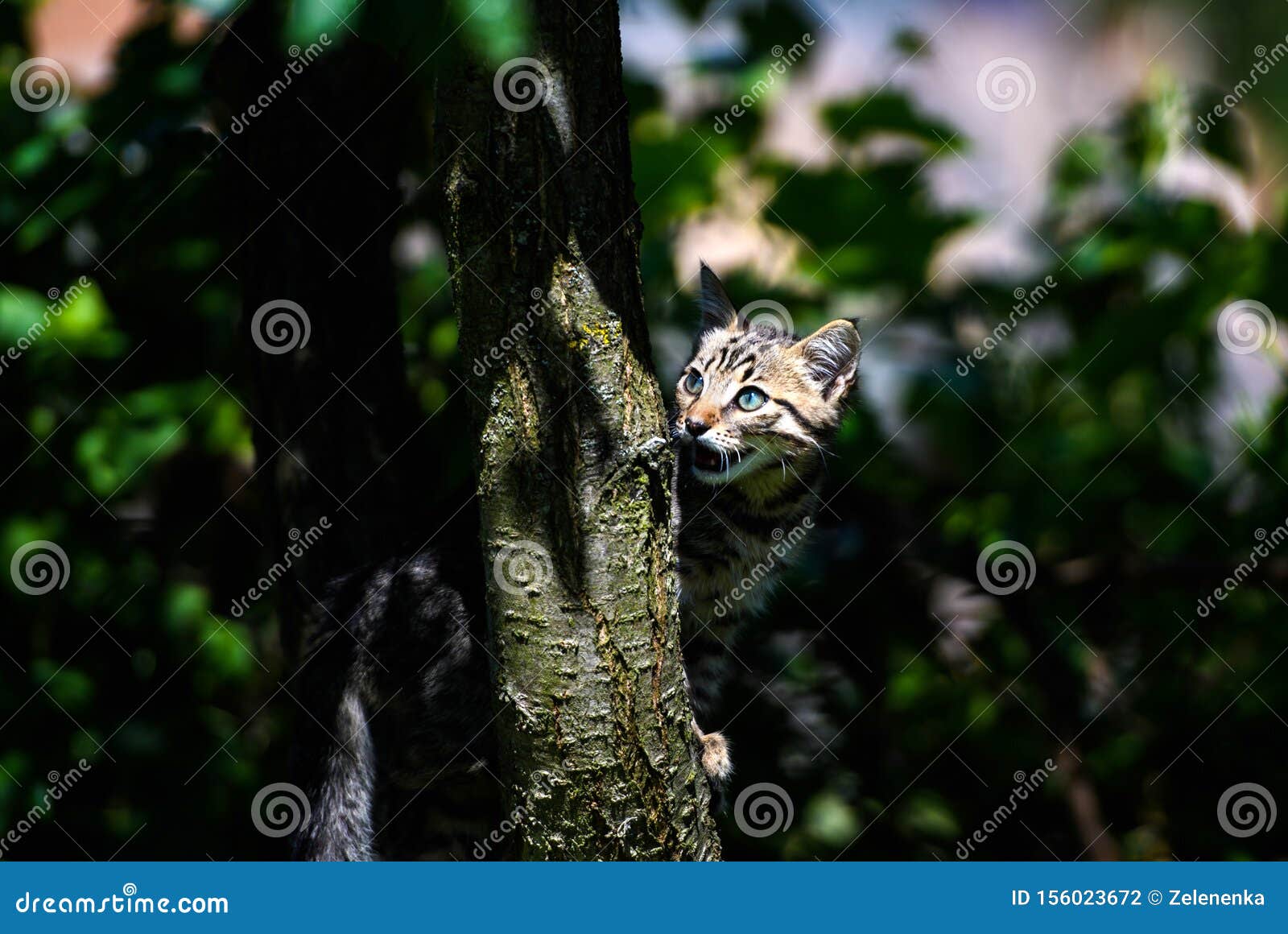 Cute Little Kitten on a Tree Stock Photo - Image of baby, adorable ...
