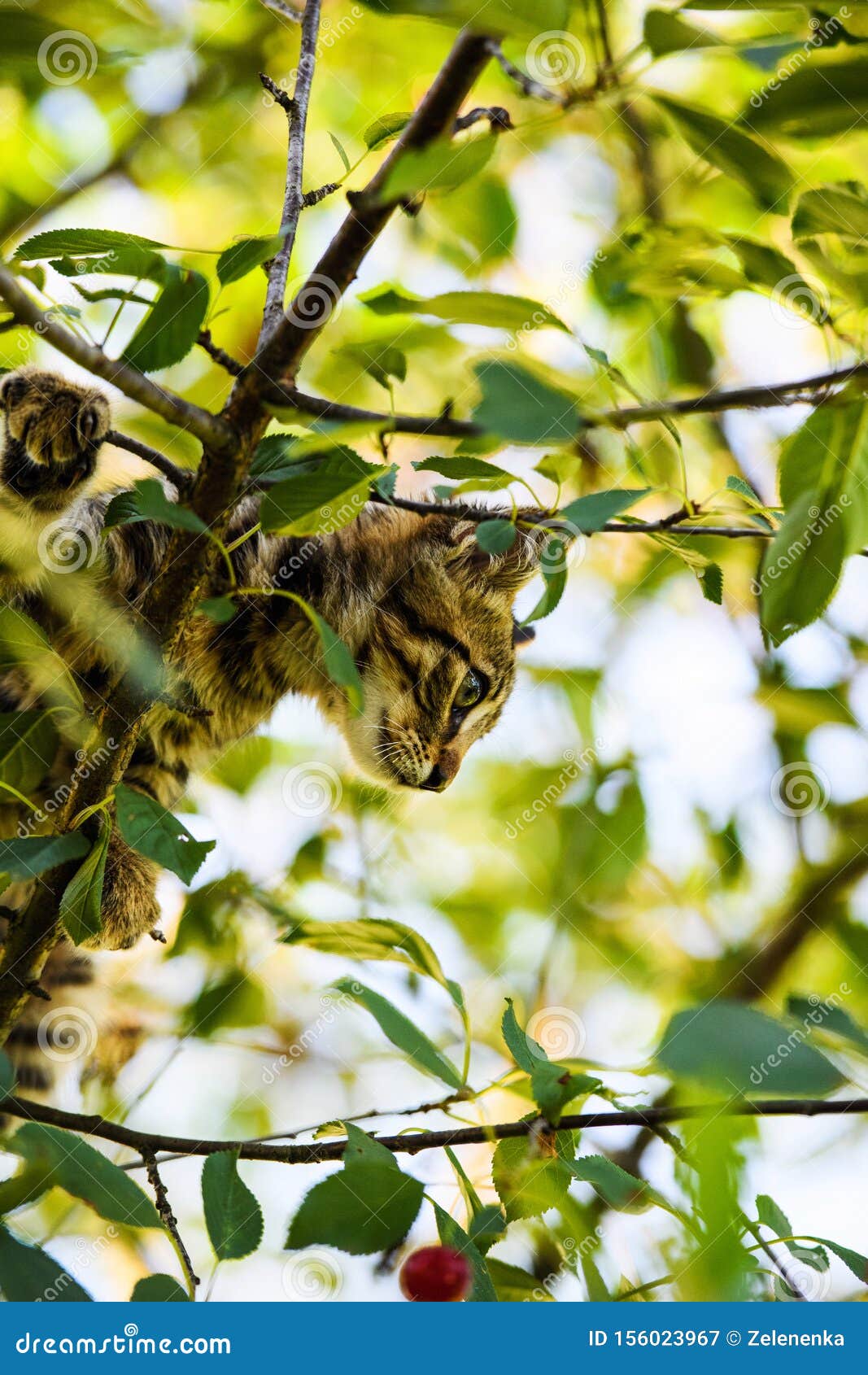 Cute Little Kitten on a Tree Stock Image - Image of domestic, isolated ...