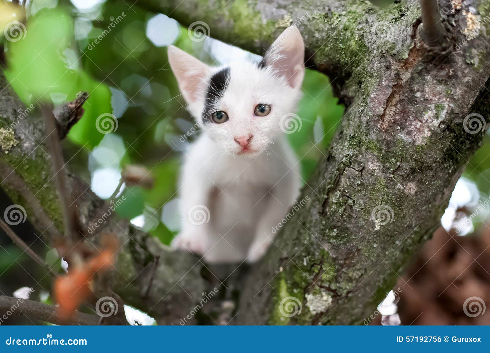 Cute Little Kitten on the Tree in Garden Stock Photo - Image of cite ...